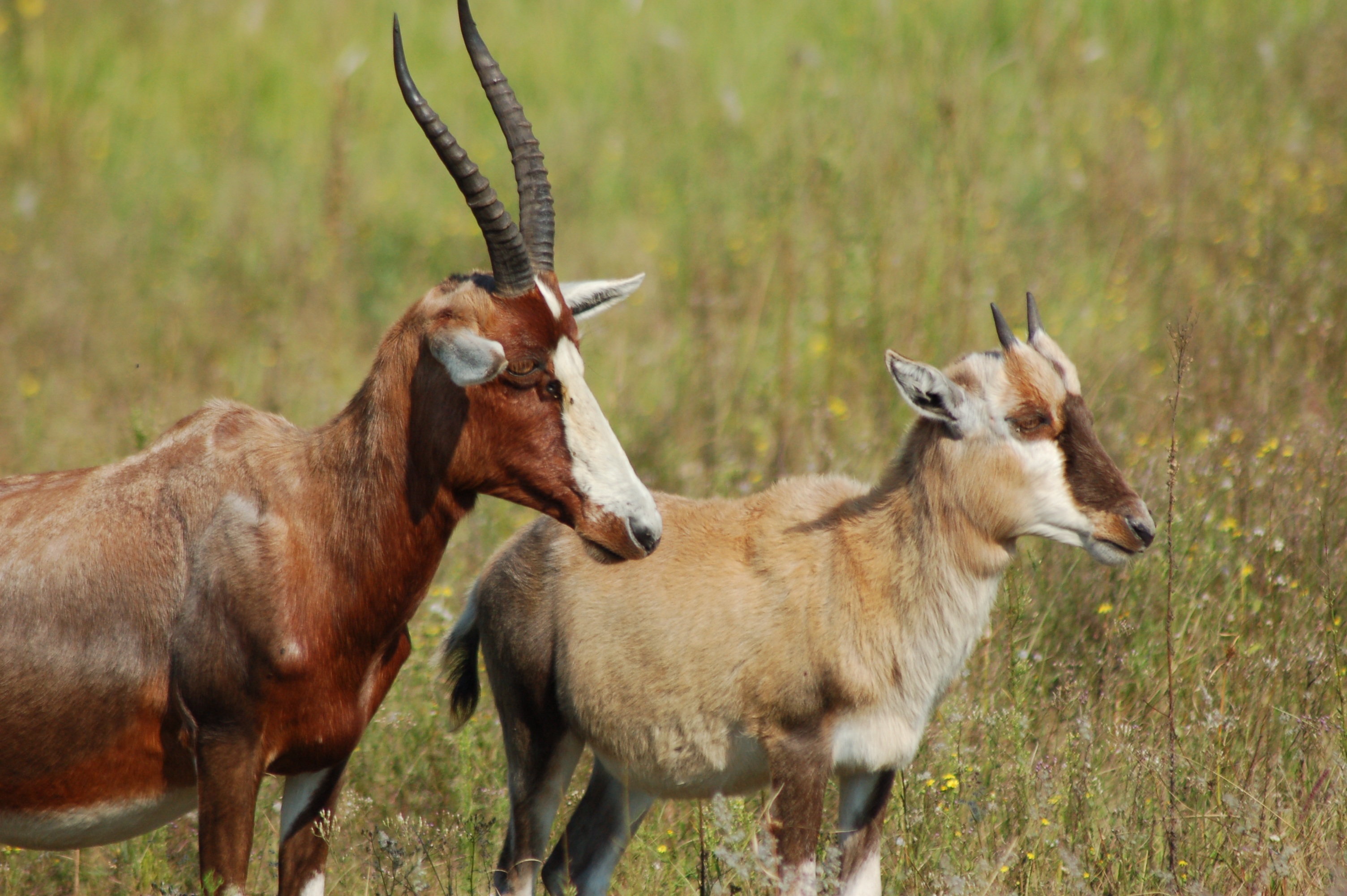 Africa Animals Blesbok free image download