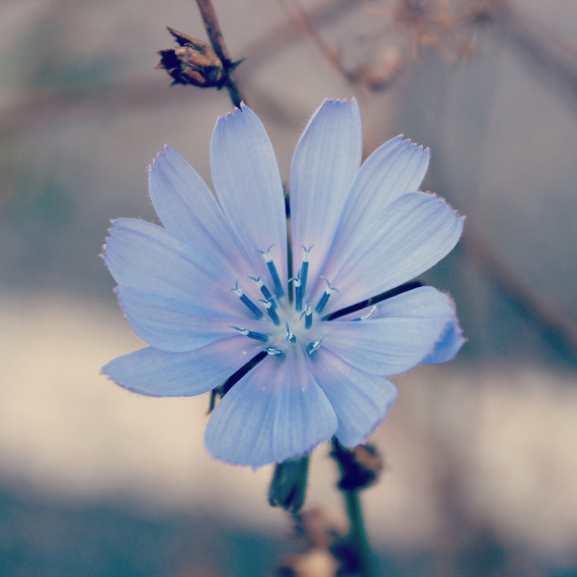 Autumn Flower free image download