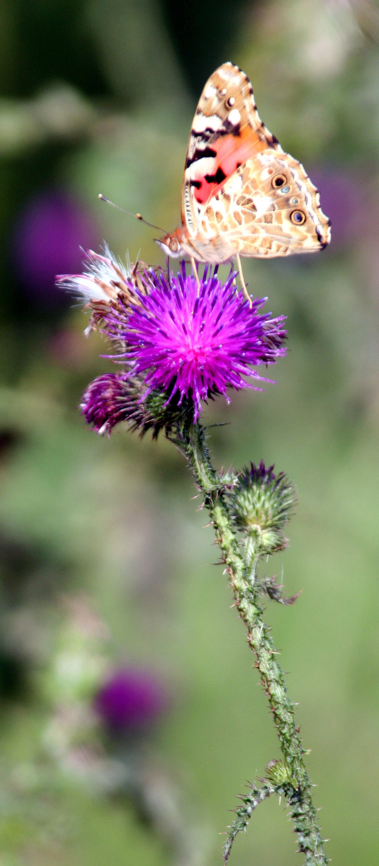 Flower Butterfly Rod free image download
