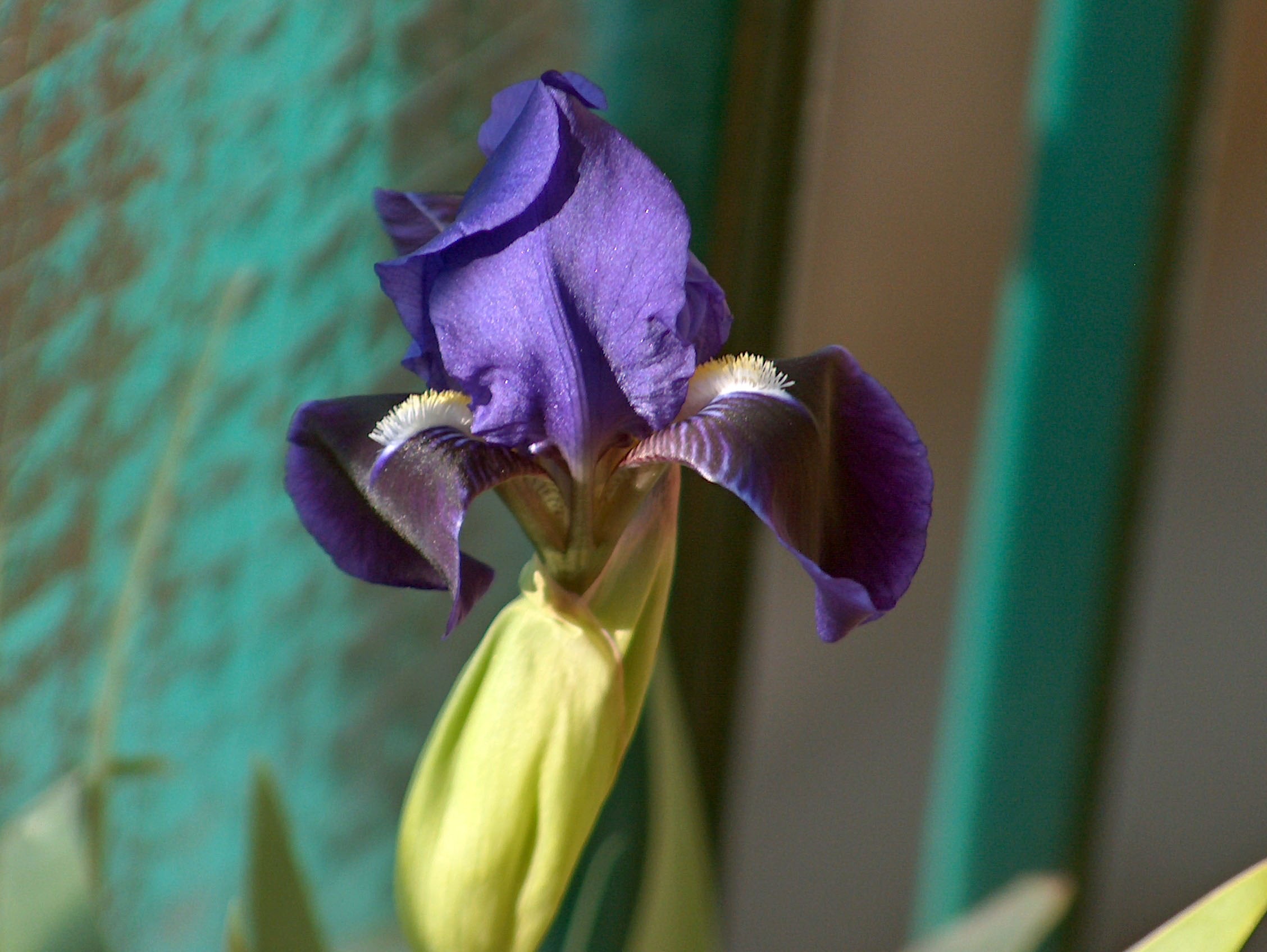 Iris Plant Nature free image download