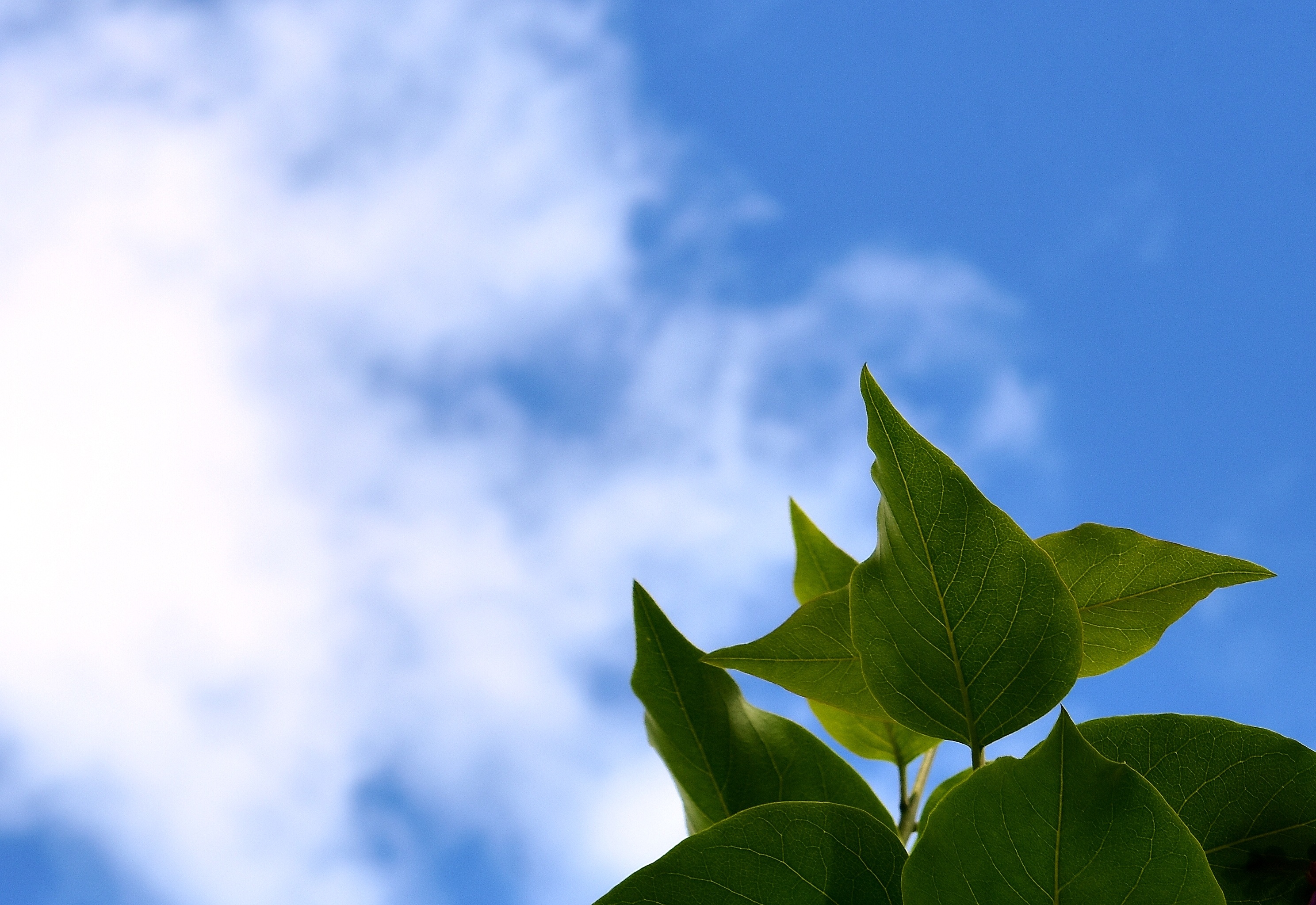 Sky Leaves Lilac free image download