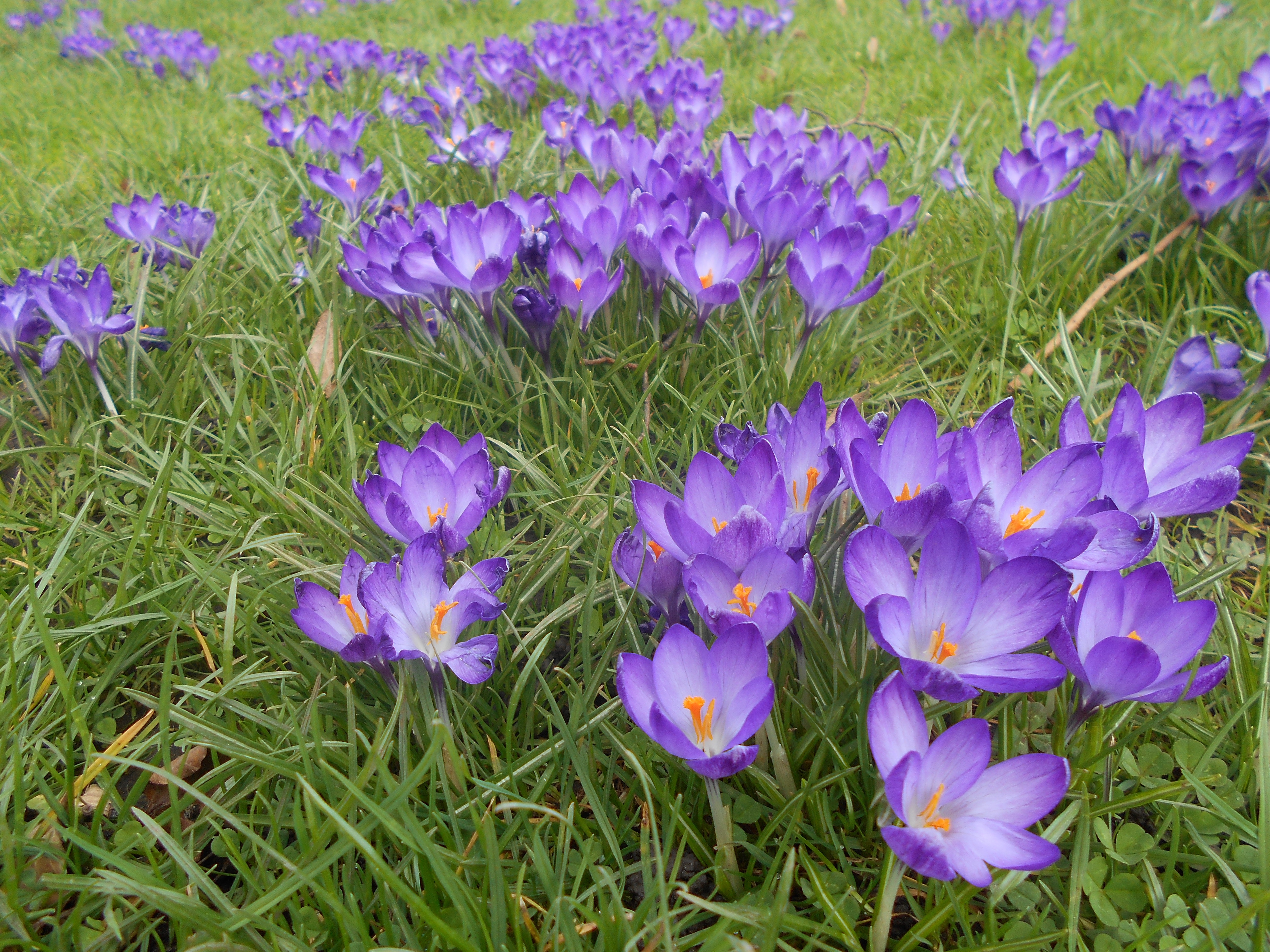 Crocus Flower Spring free image download