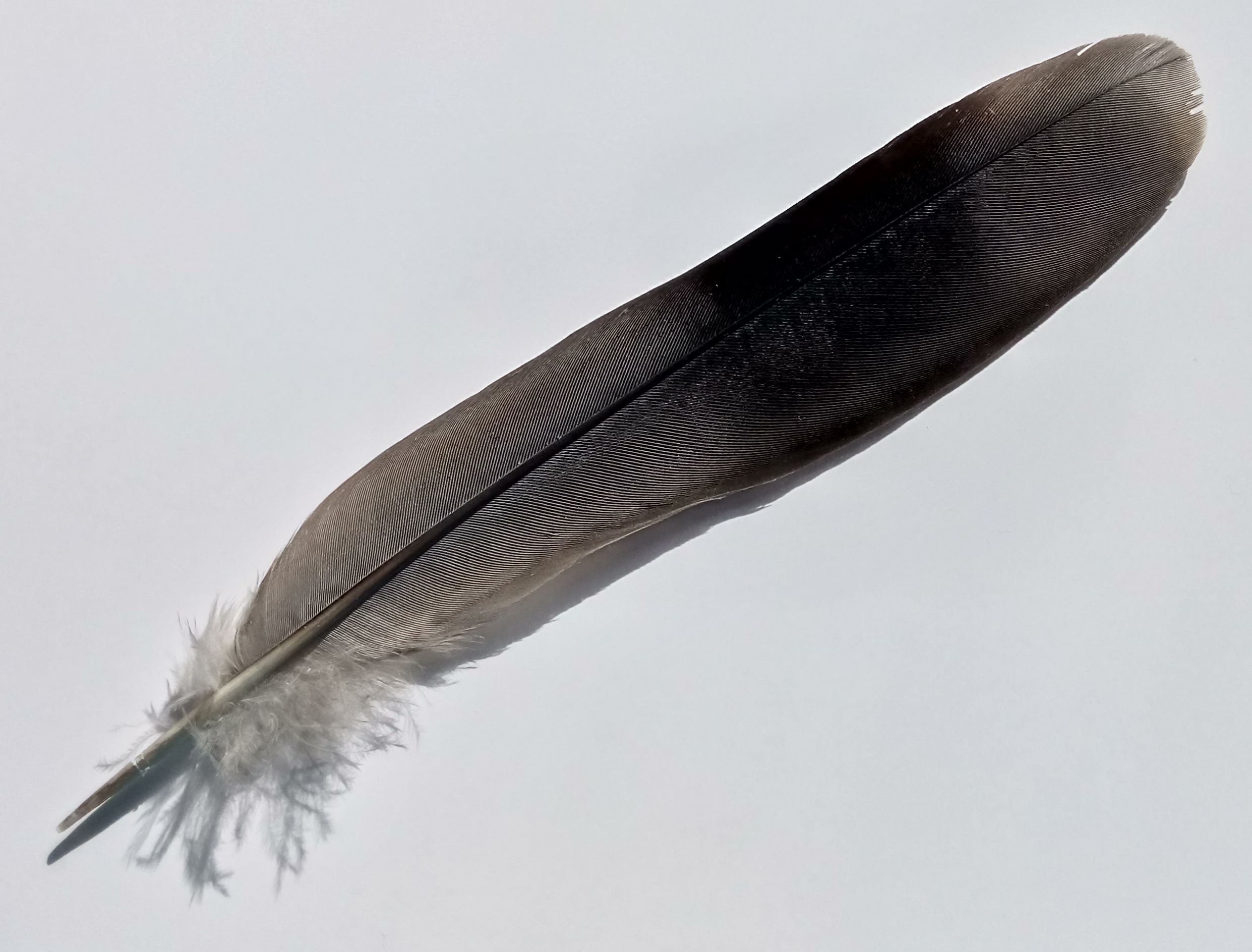 Bird Feather Grey Black free image download