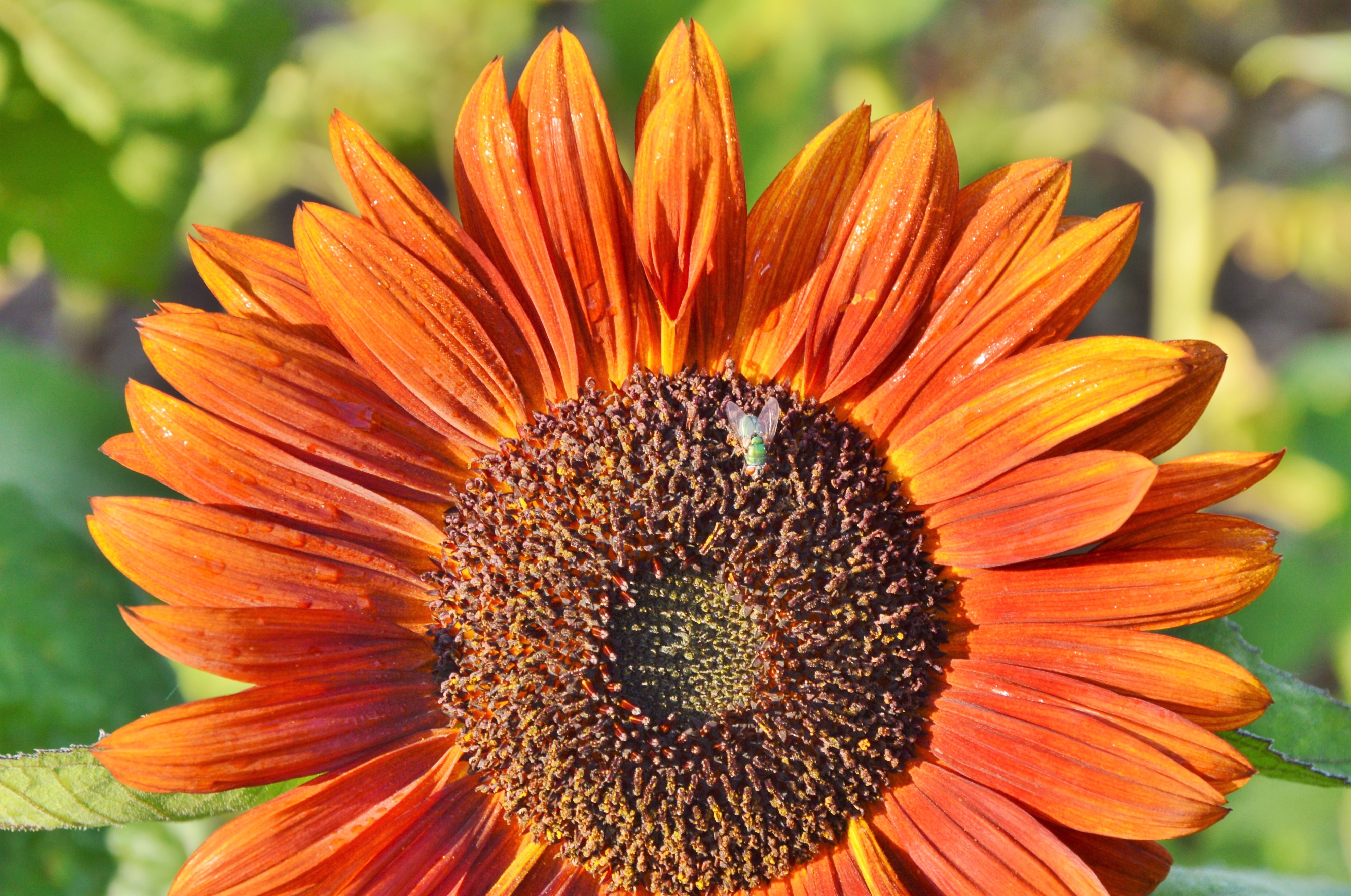 Sunflower Fly Plant Yellow free image download