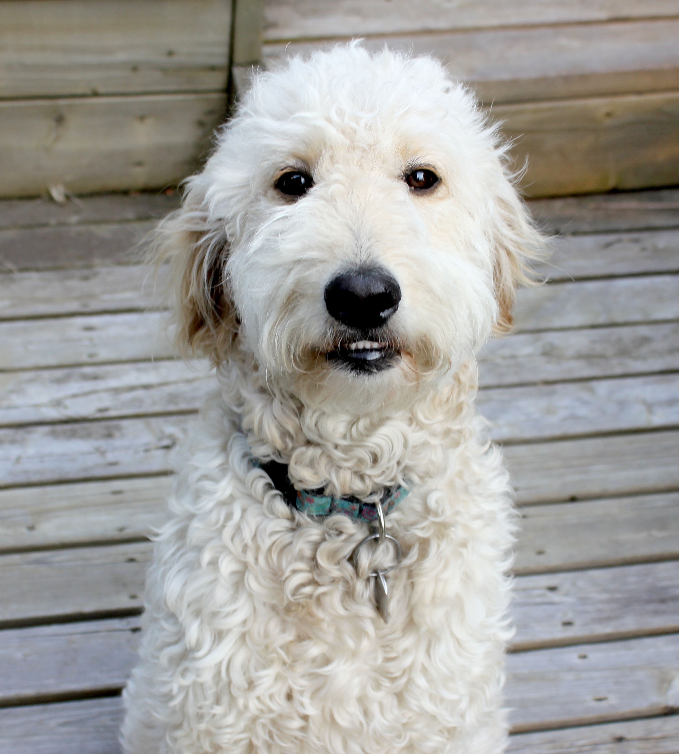 Dog Smiling free image download