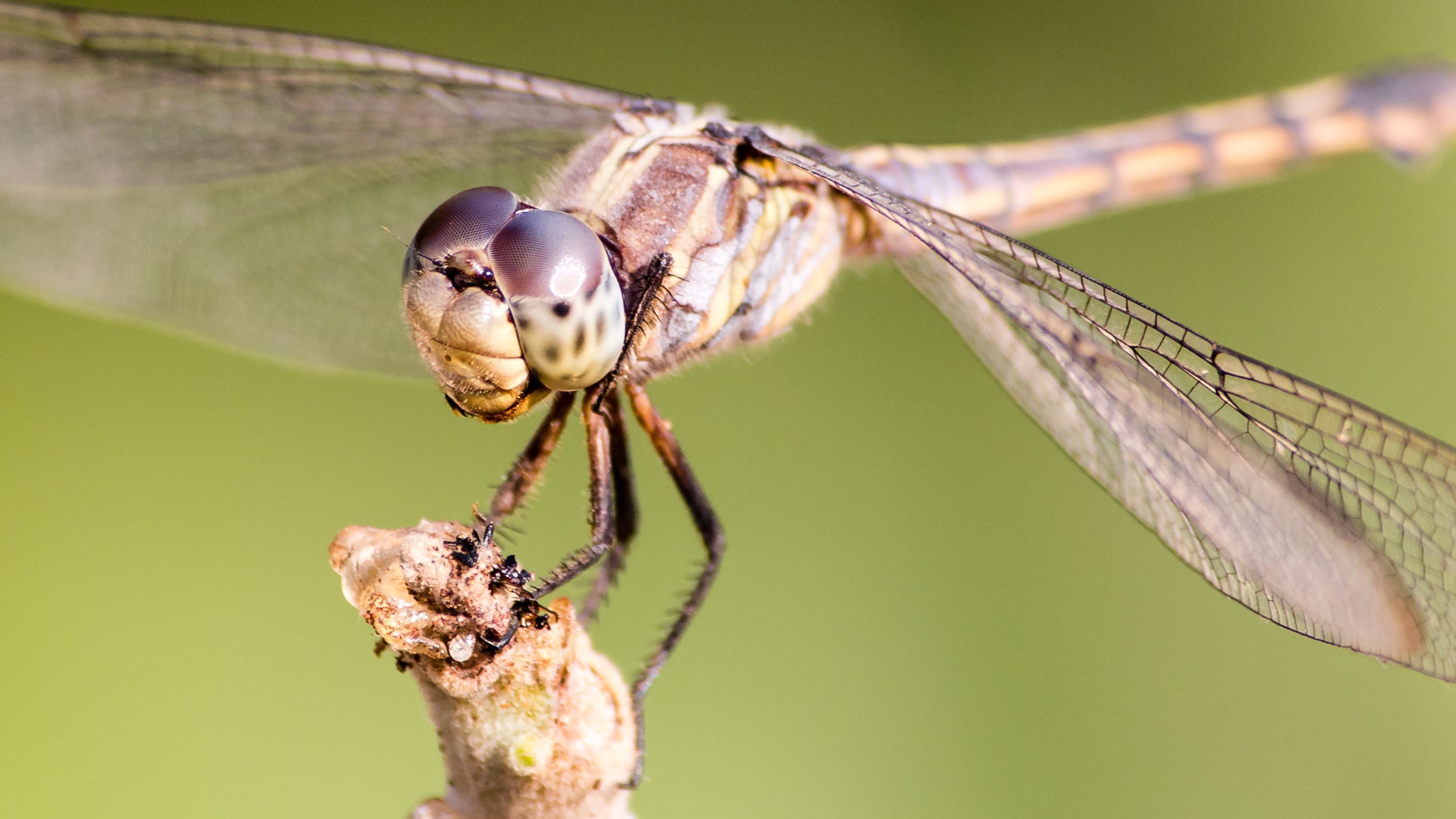 Dragonfly Nature free image download