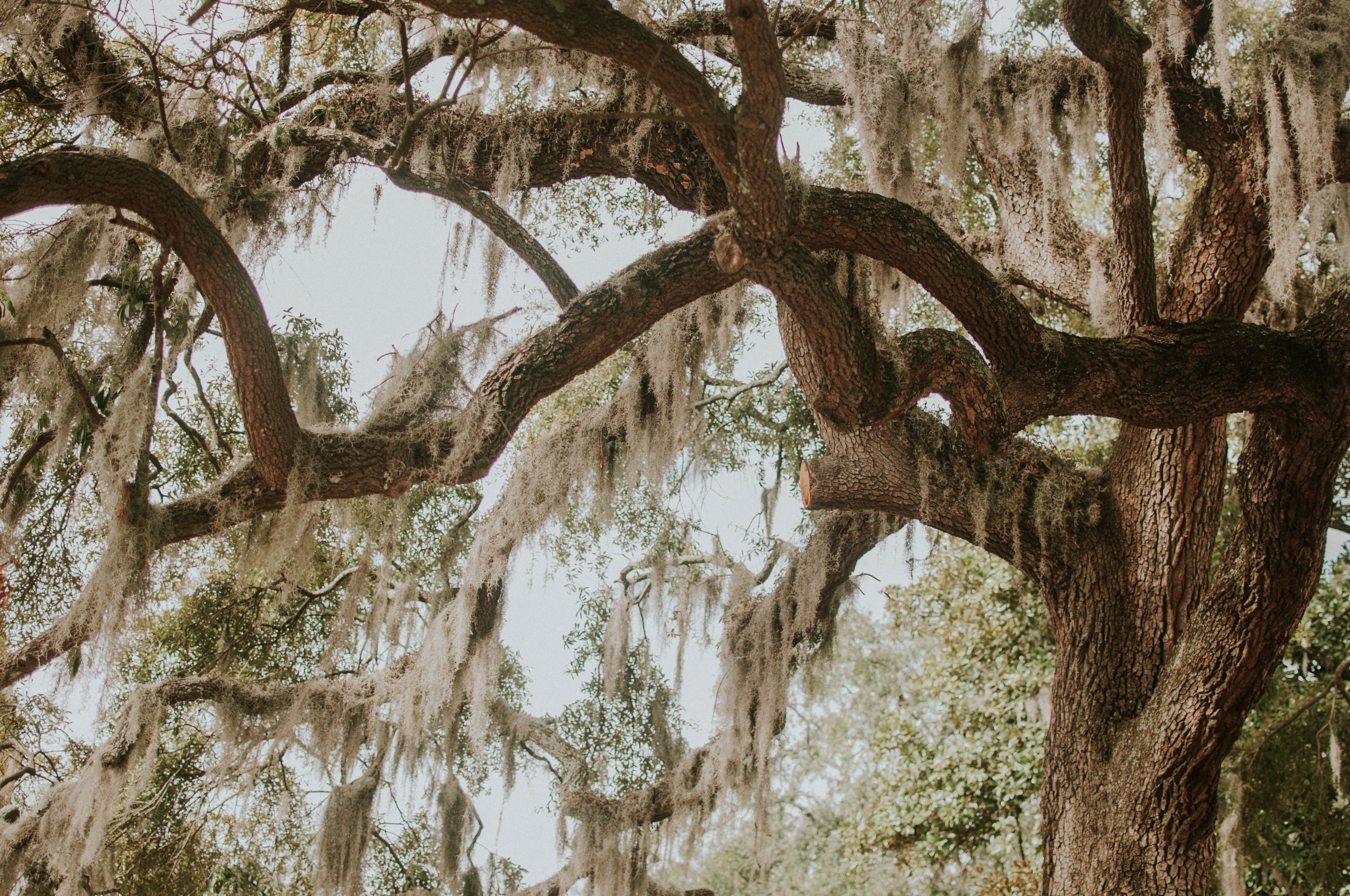 Trees Plants Branches free image download