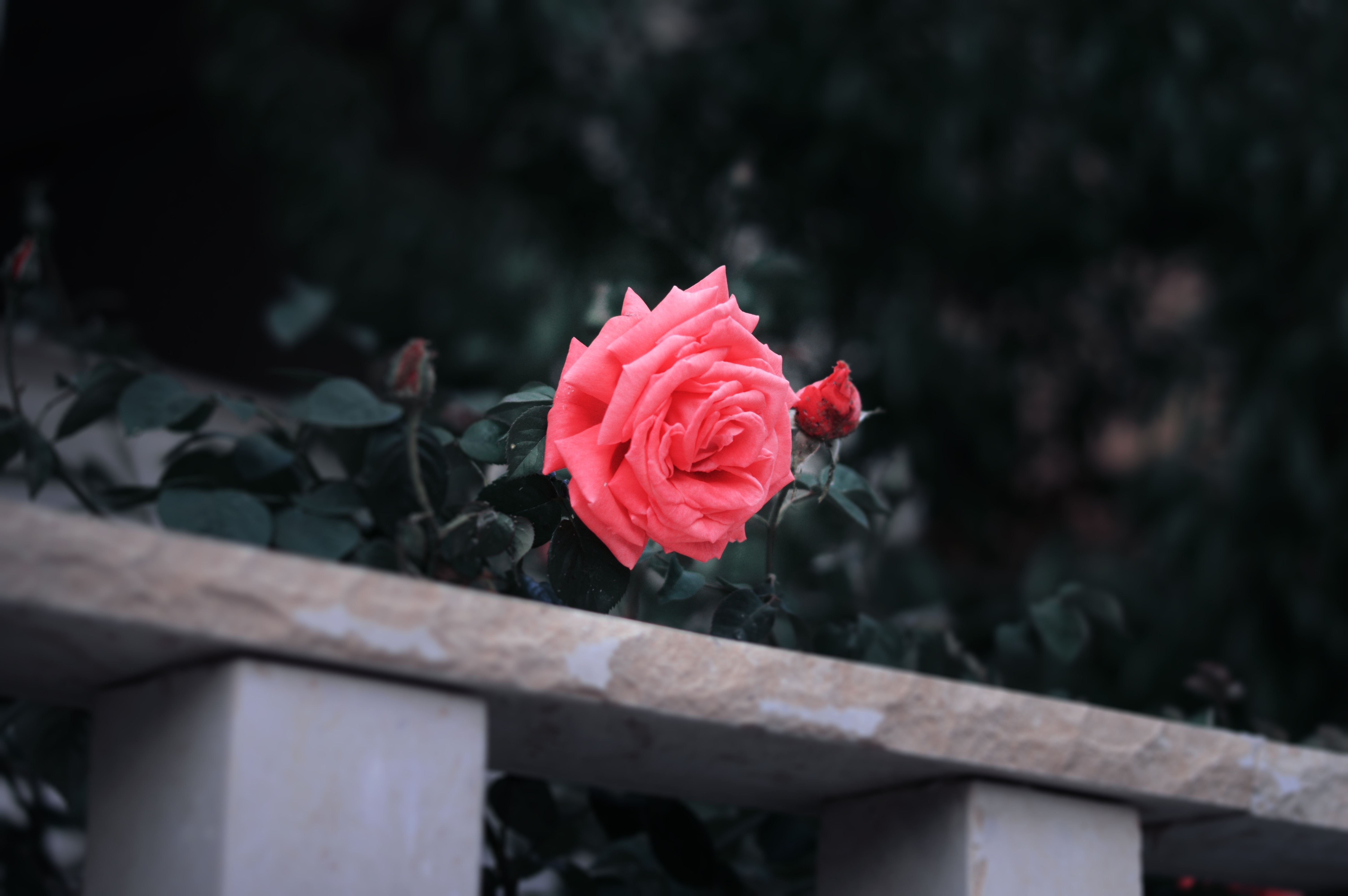 Outside Pink Roses free image download