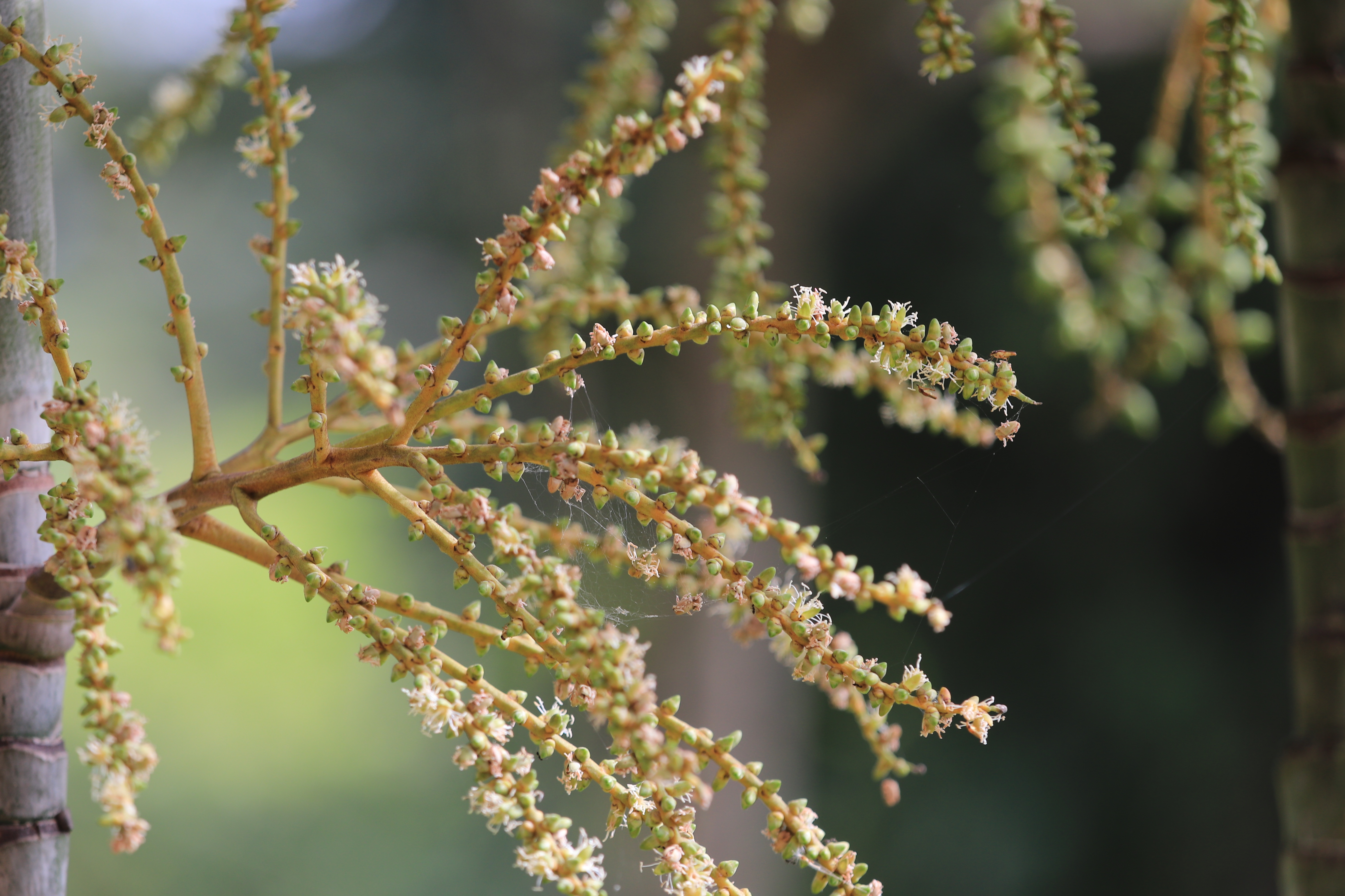 Plant Tree Wood free image download