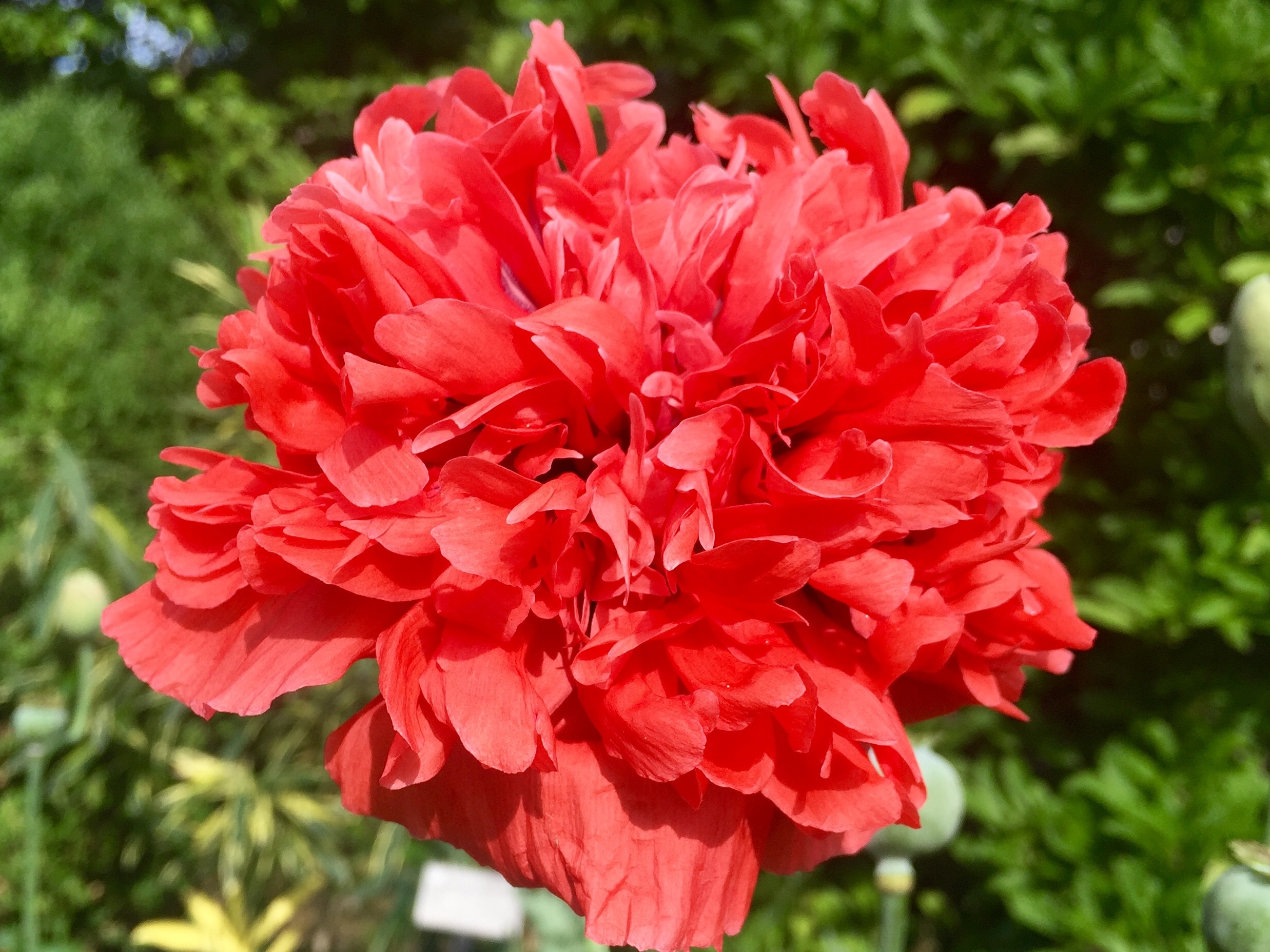Red Flower free image download