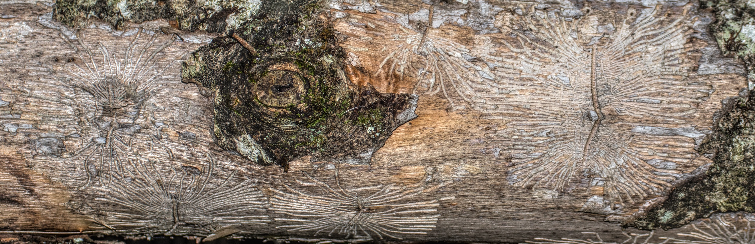 Log Dead Nature free image download