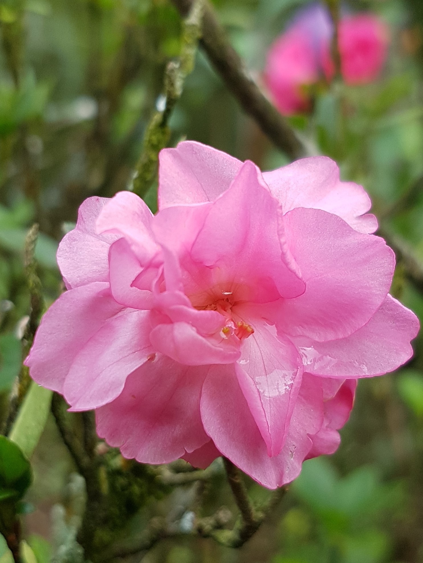 Pink Flower Nature free image download