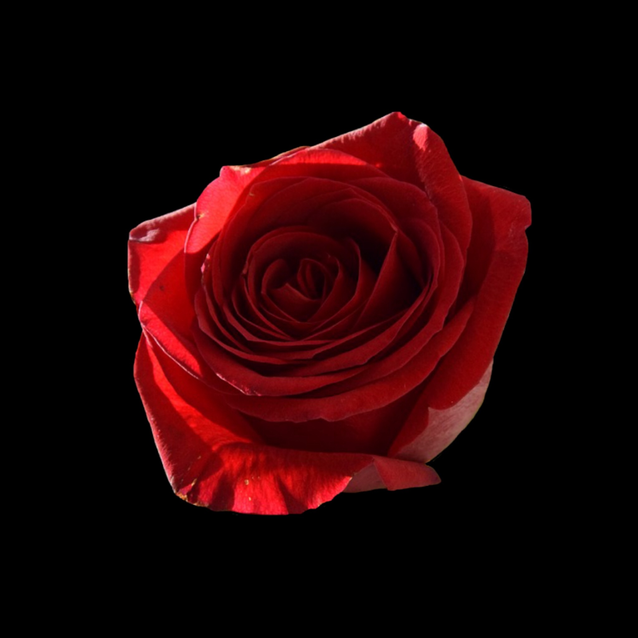 Rose Red free image download