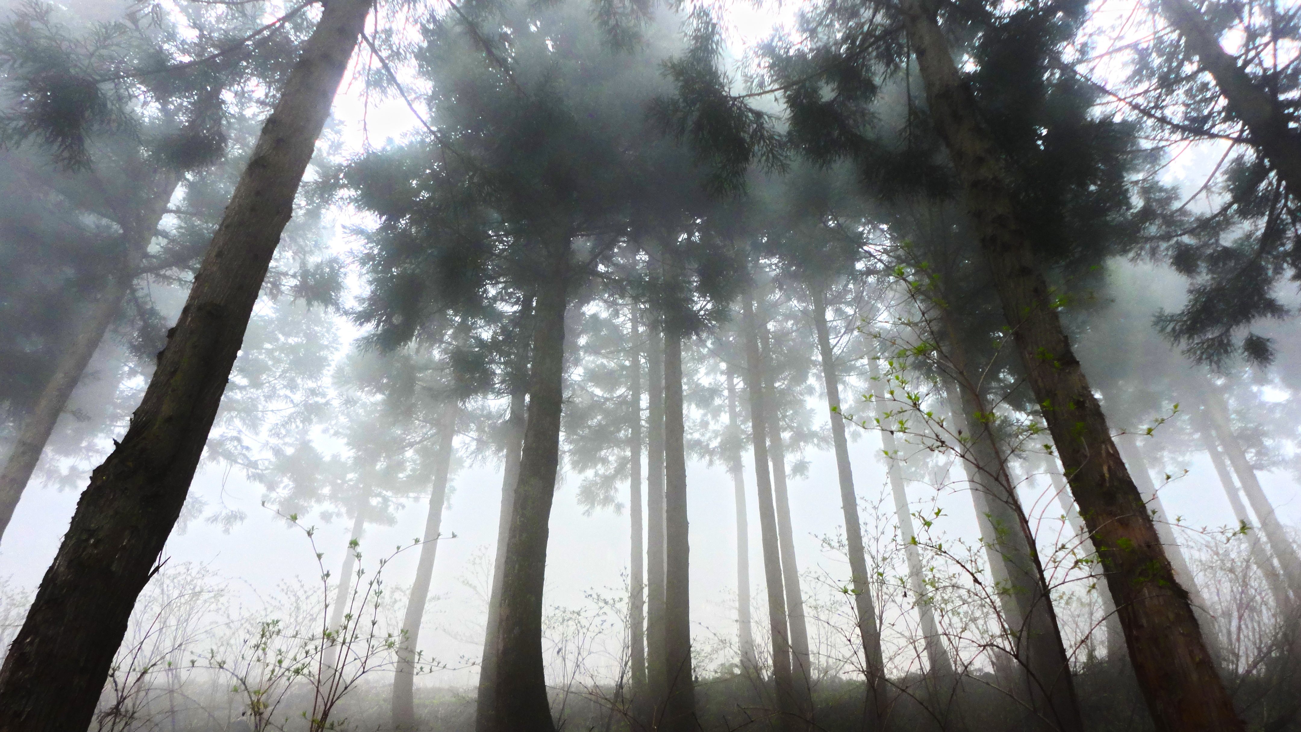 Cedar Forest Fog free image download