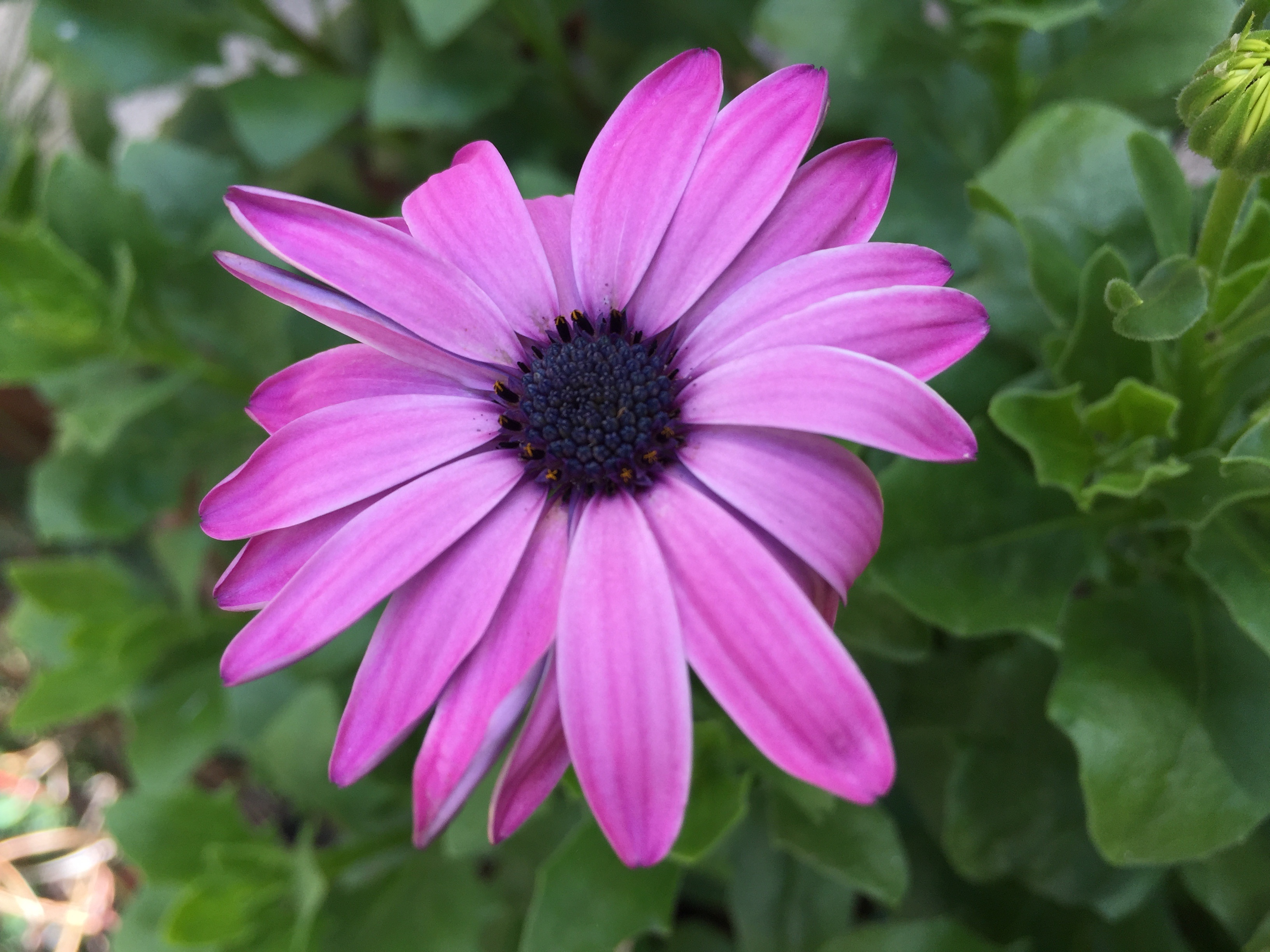 Flower Garden Purple Flowers free image download