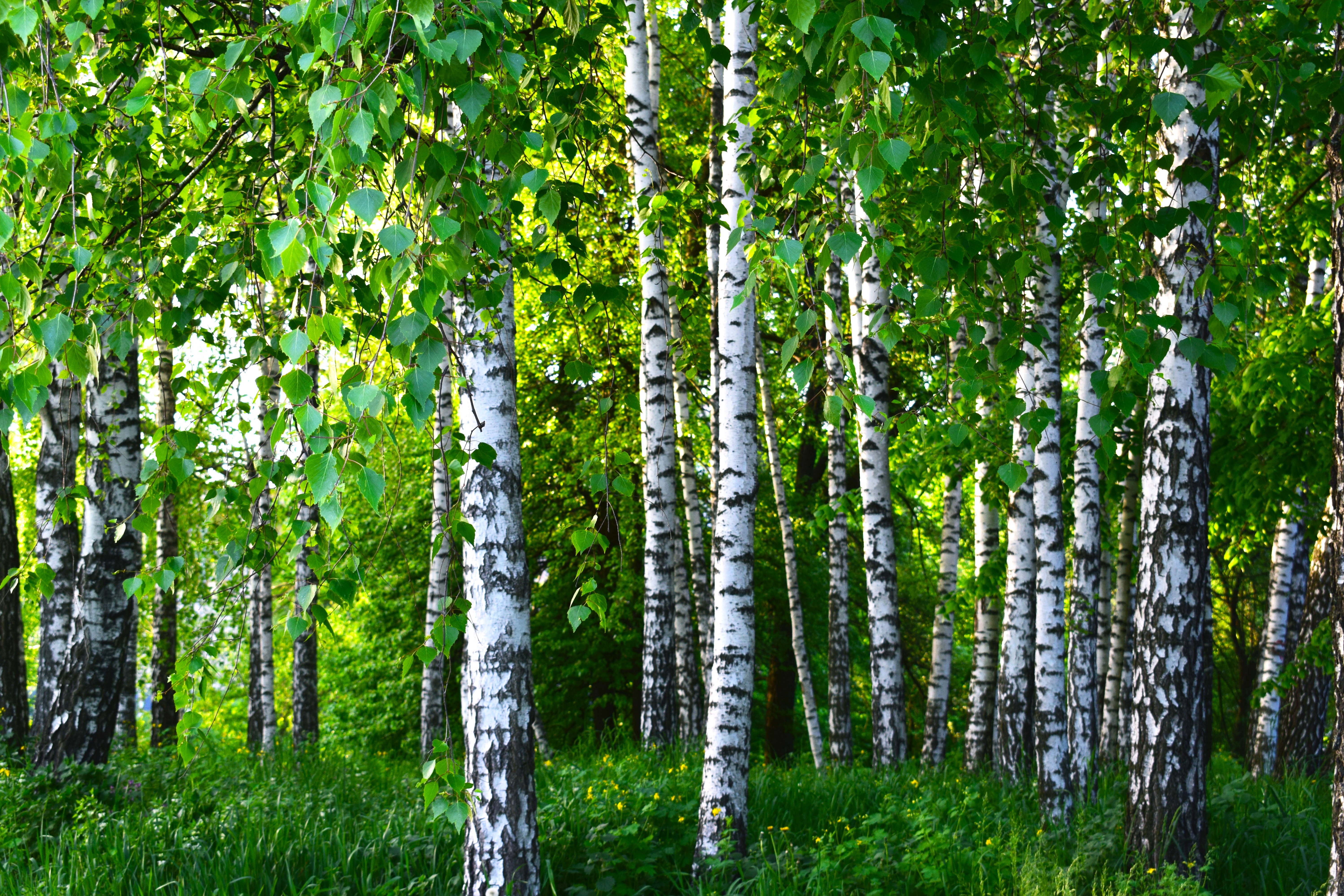 Birch Grove Forest free image download