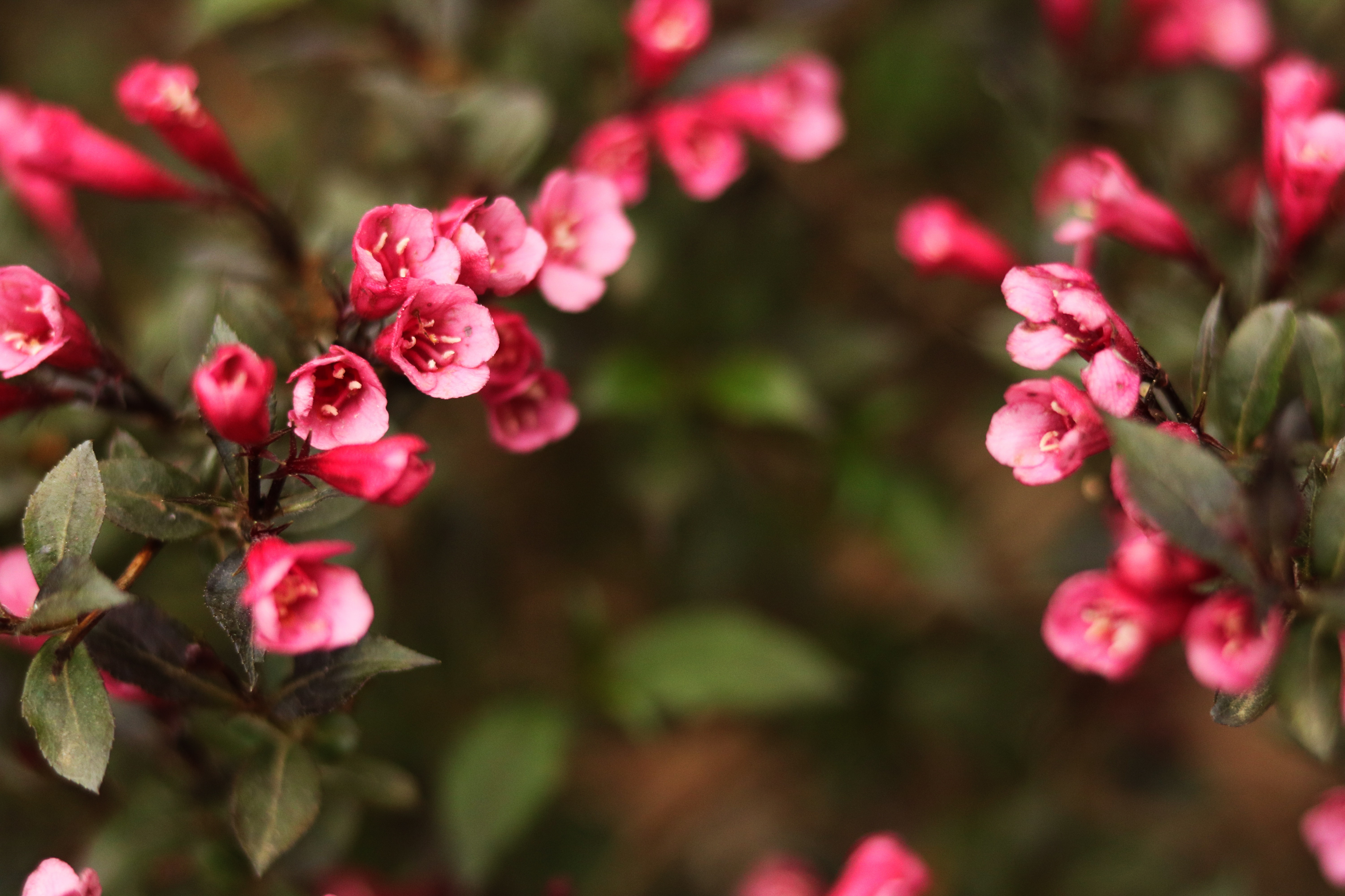 Pink Flowers Bush closeup photo free image download