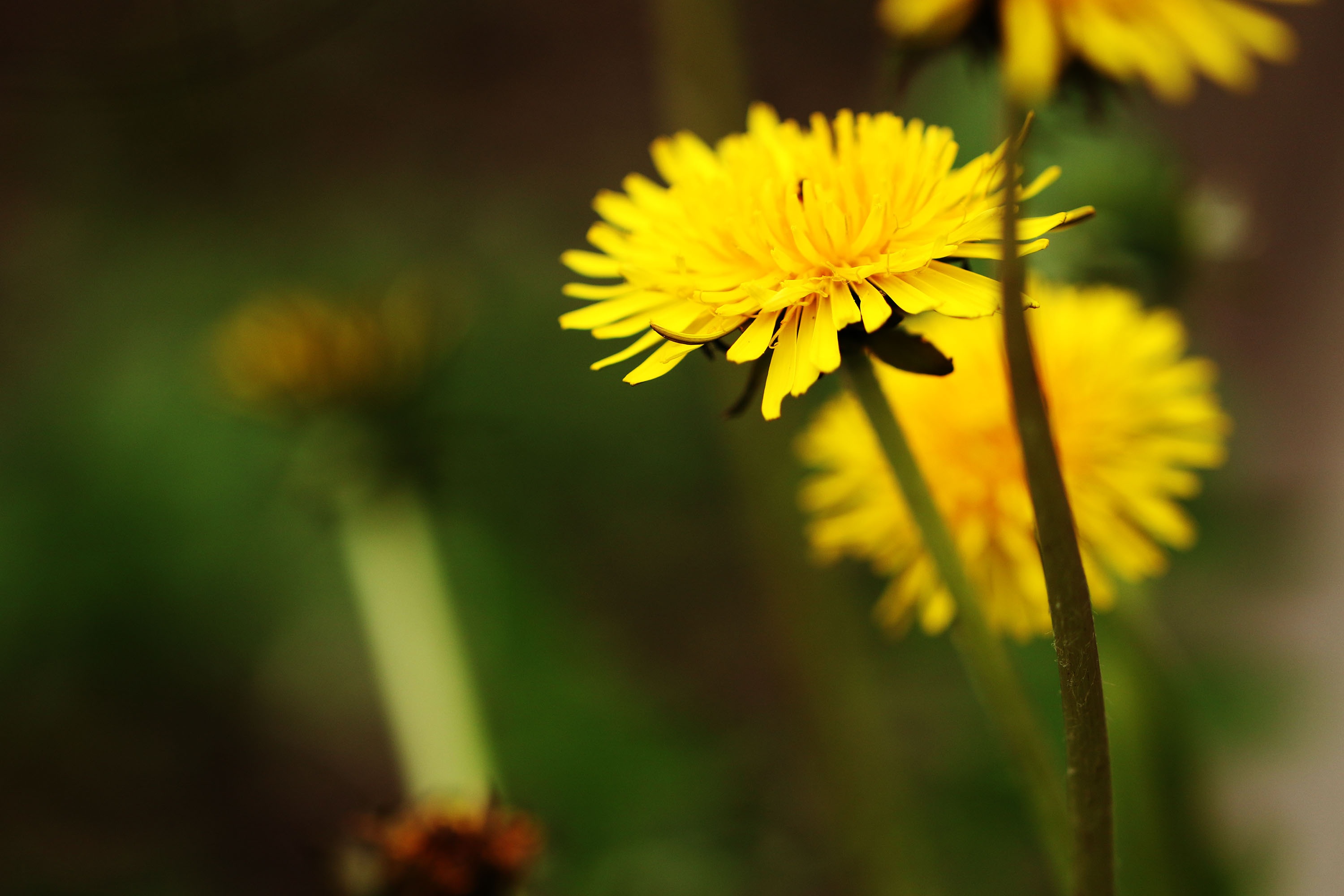 Dandelion Spring Flower free image download