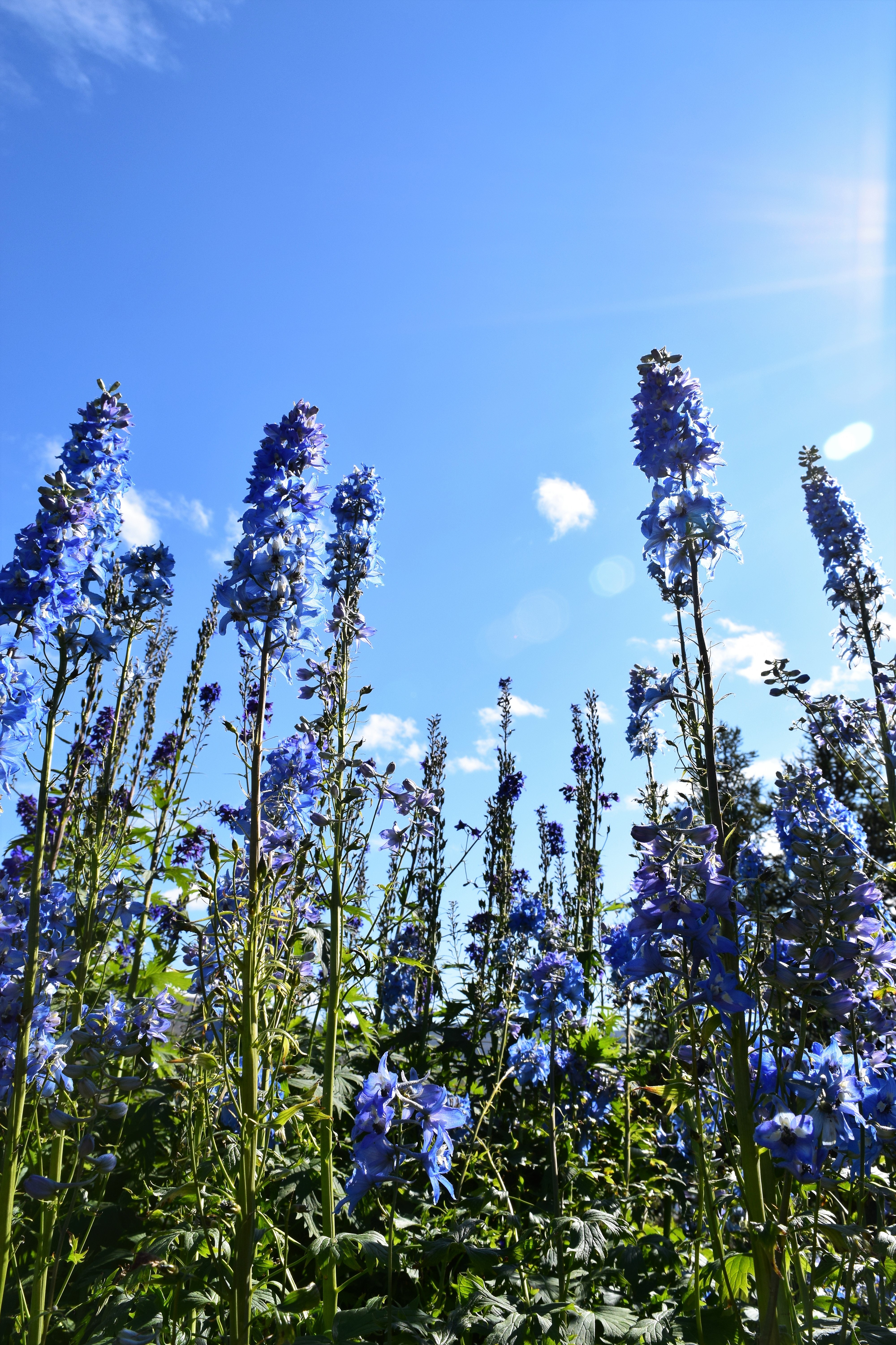 Sky Flowers Tall free image download