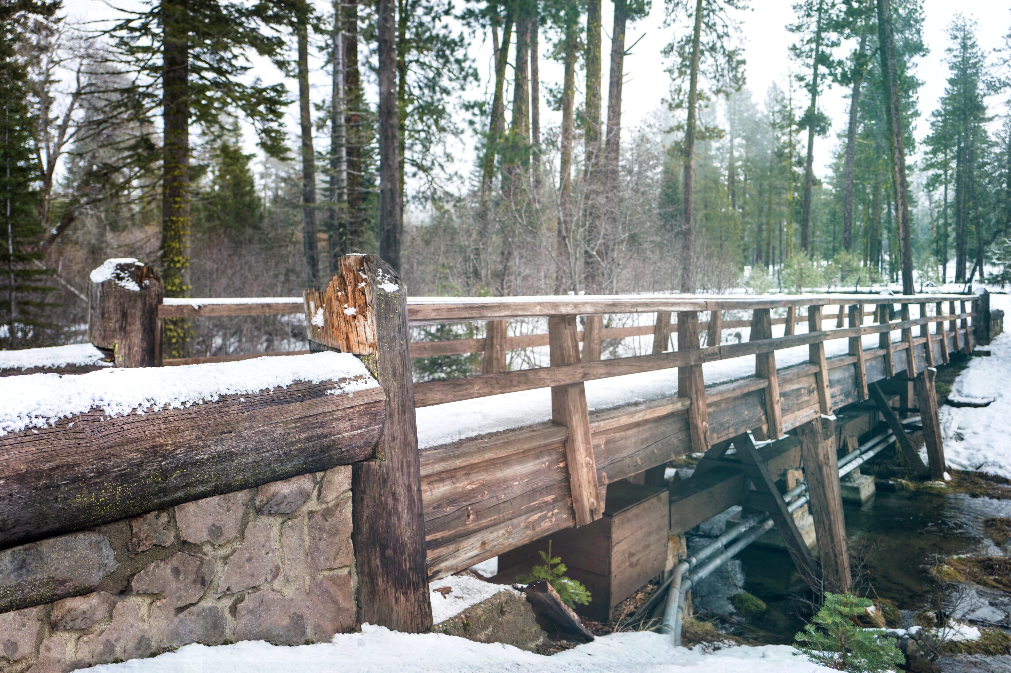 Trees Plant Bridge free image download