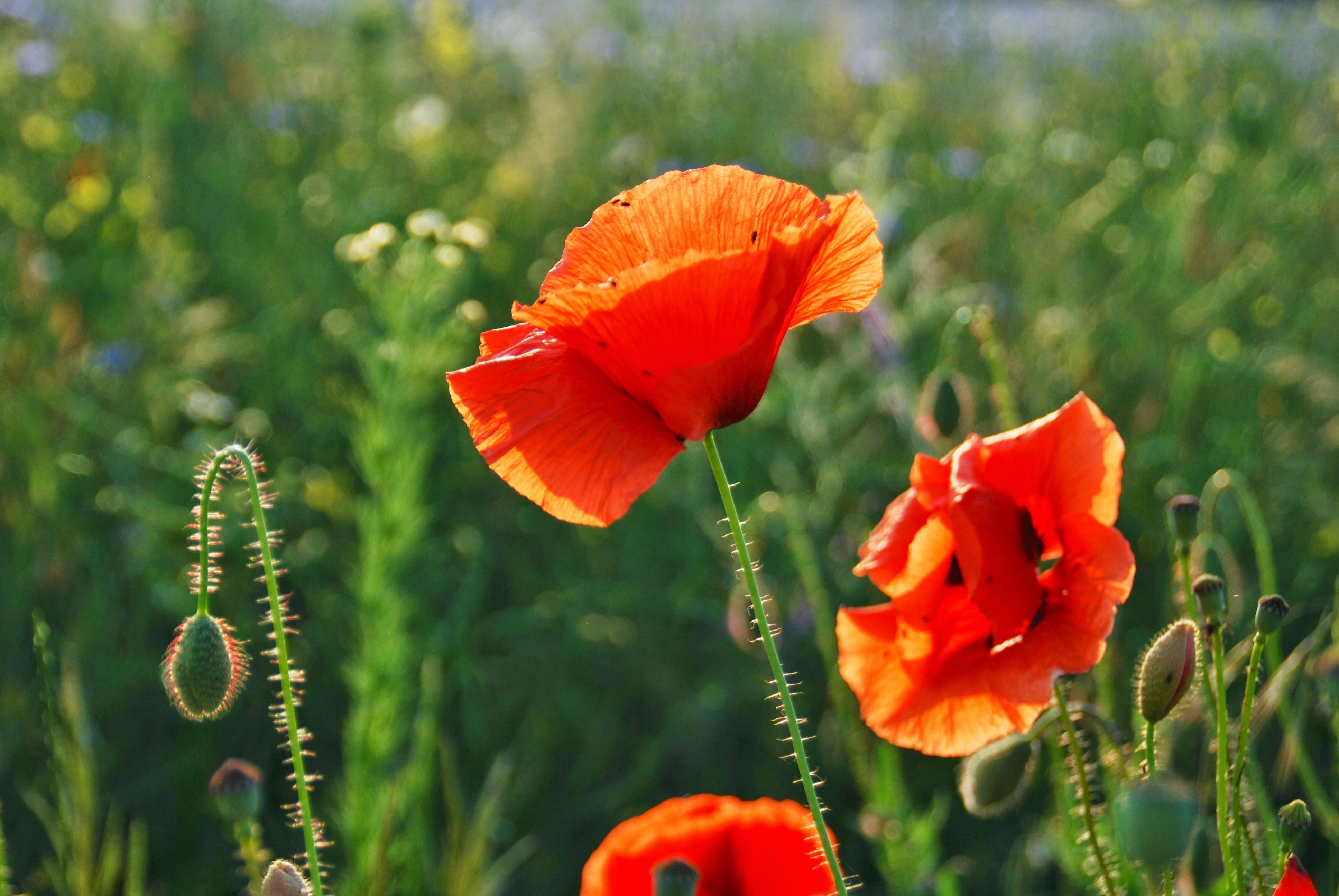 Poppy Summer Flower free image download