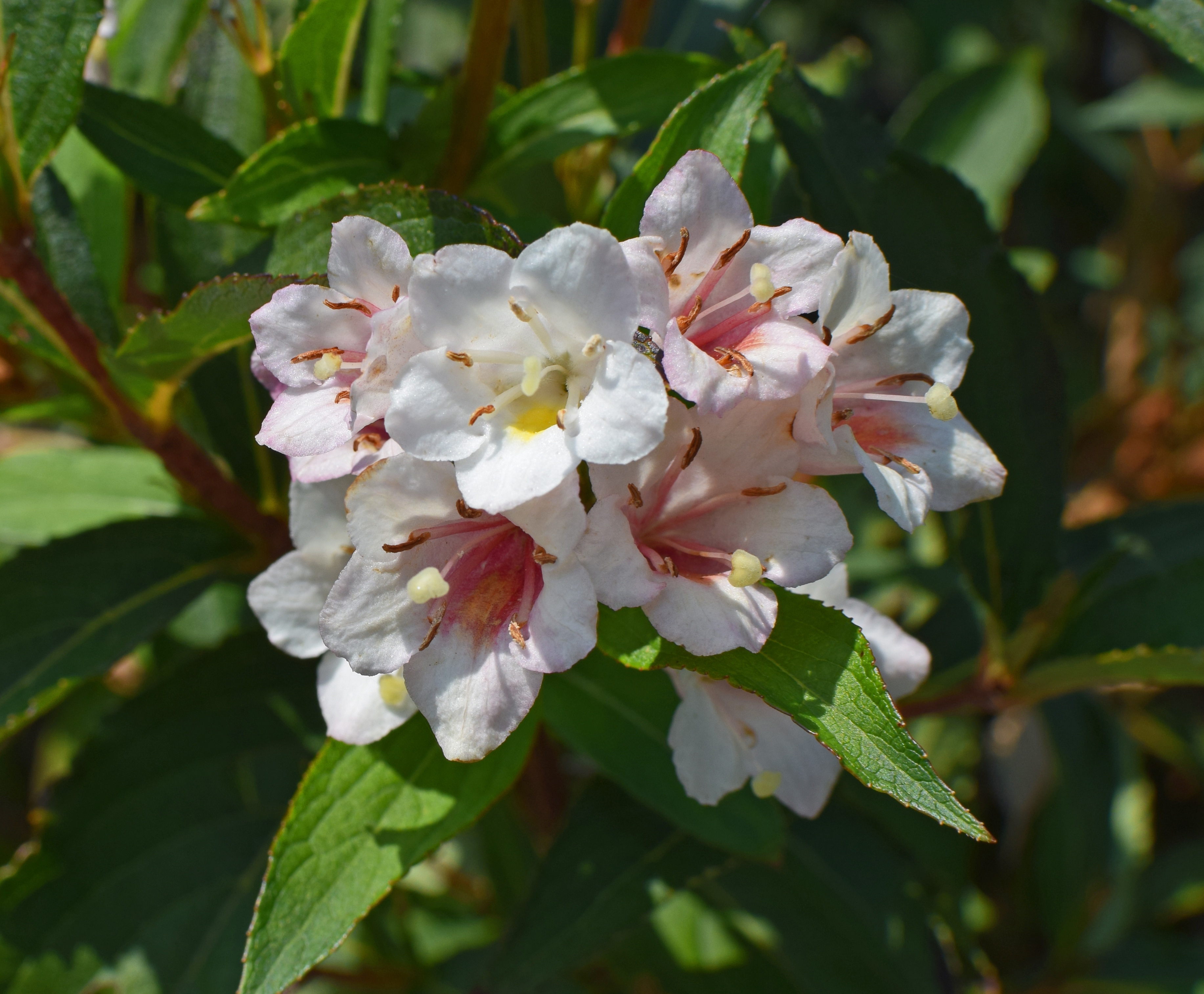 Abelia Flower Blossom free image download