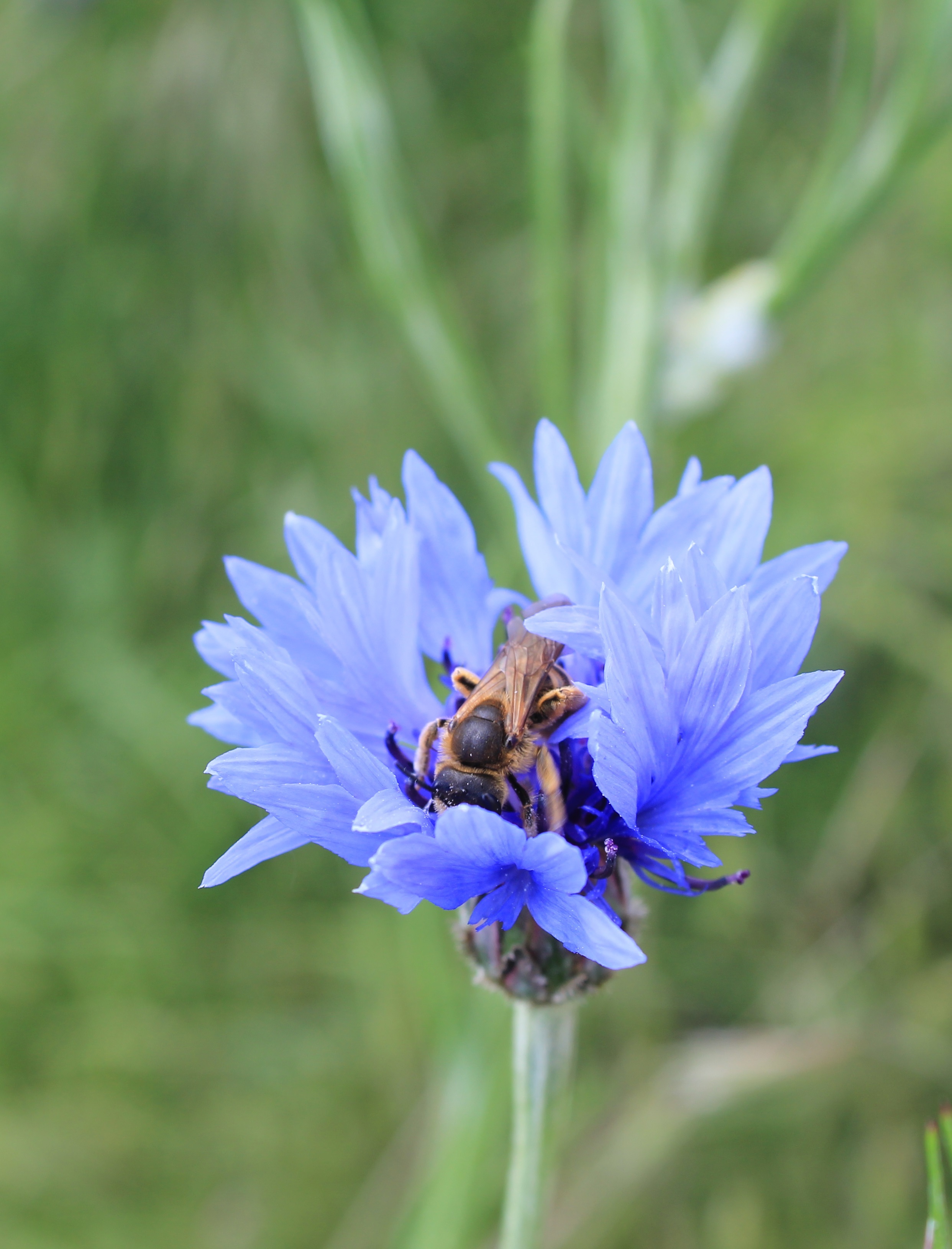 Flower Bee Nature free image download