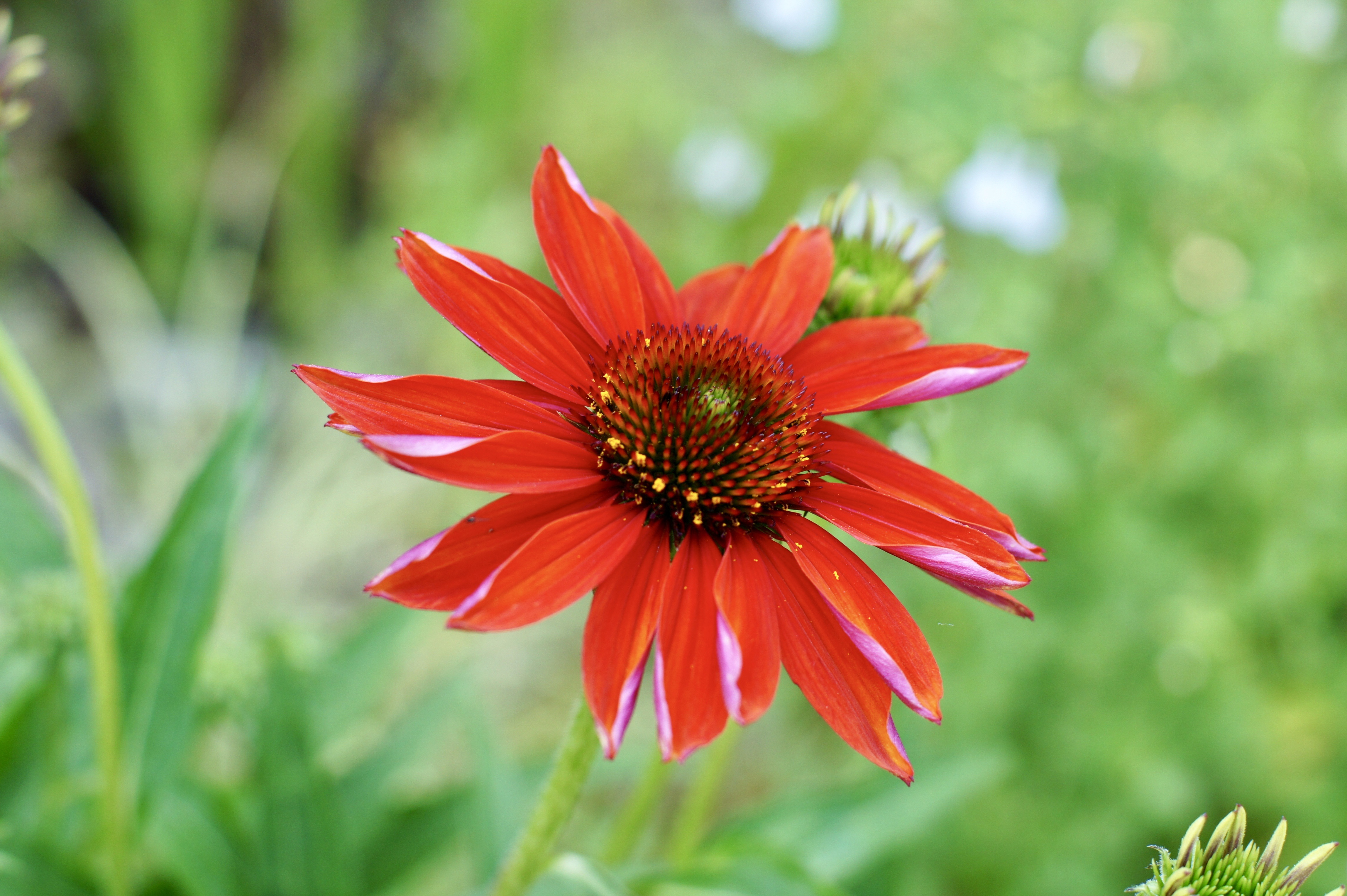 Hana Flower free image download