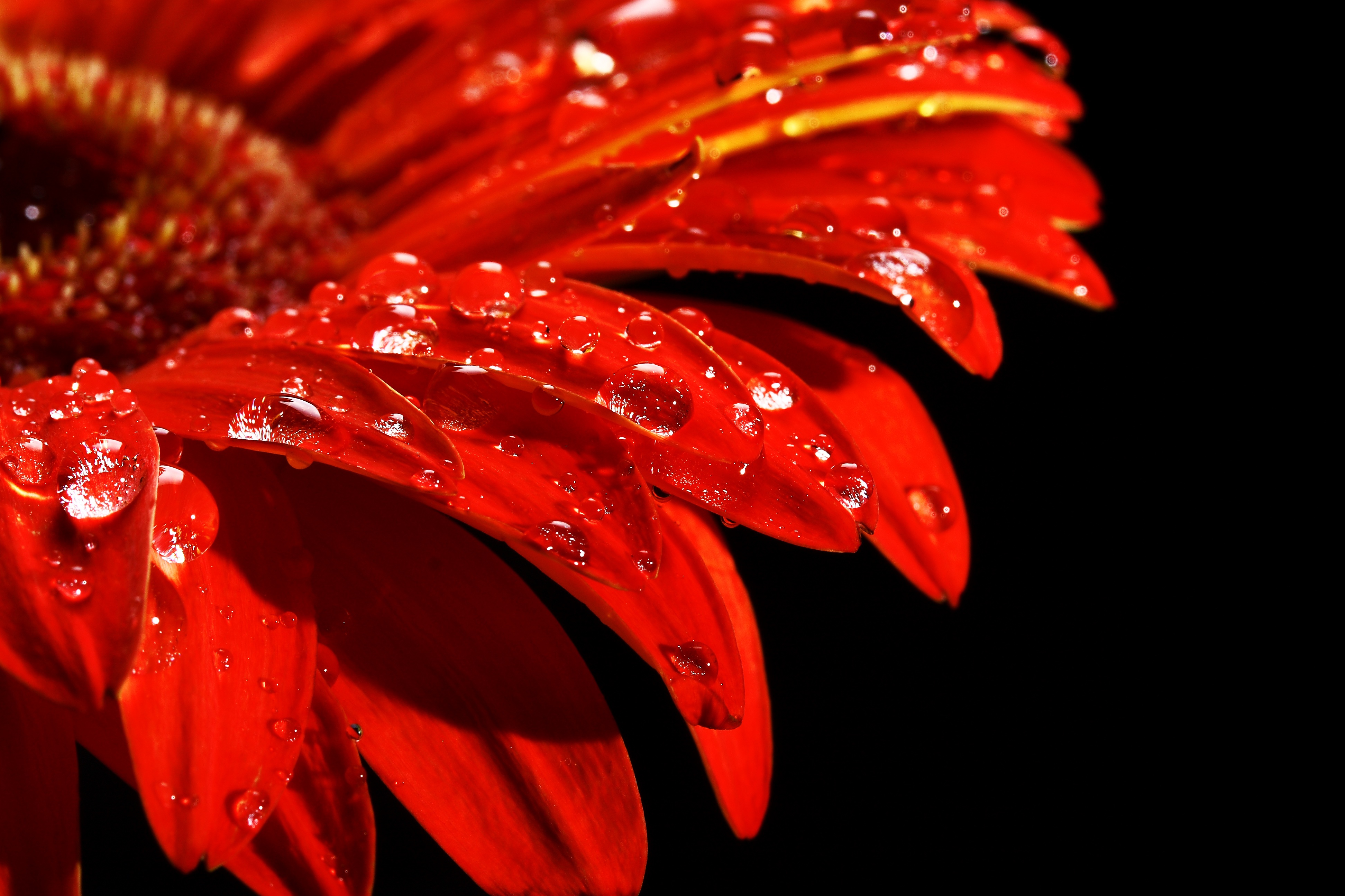 Red Flower Drop free image download