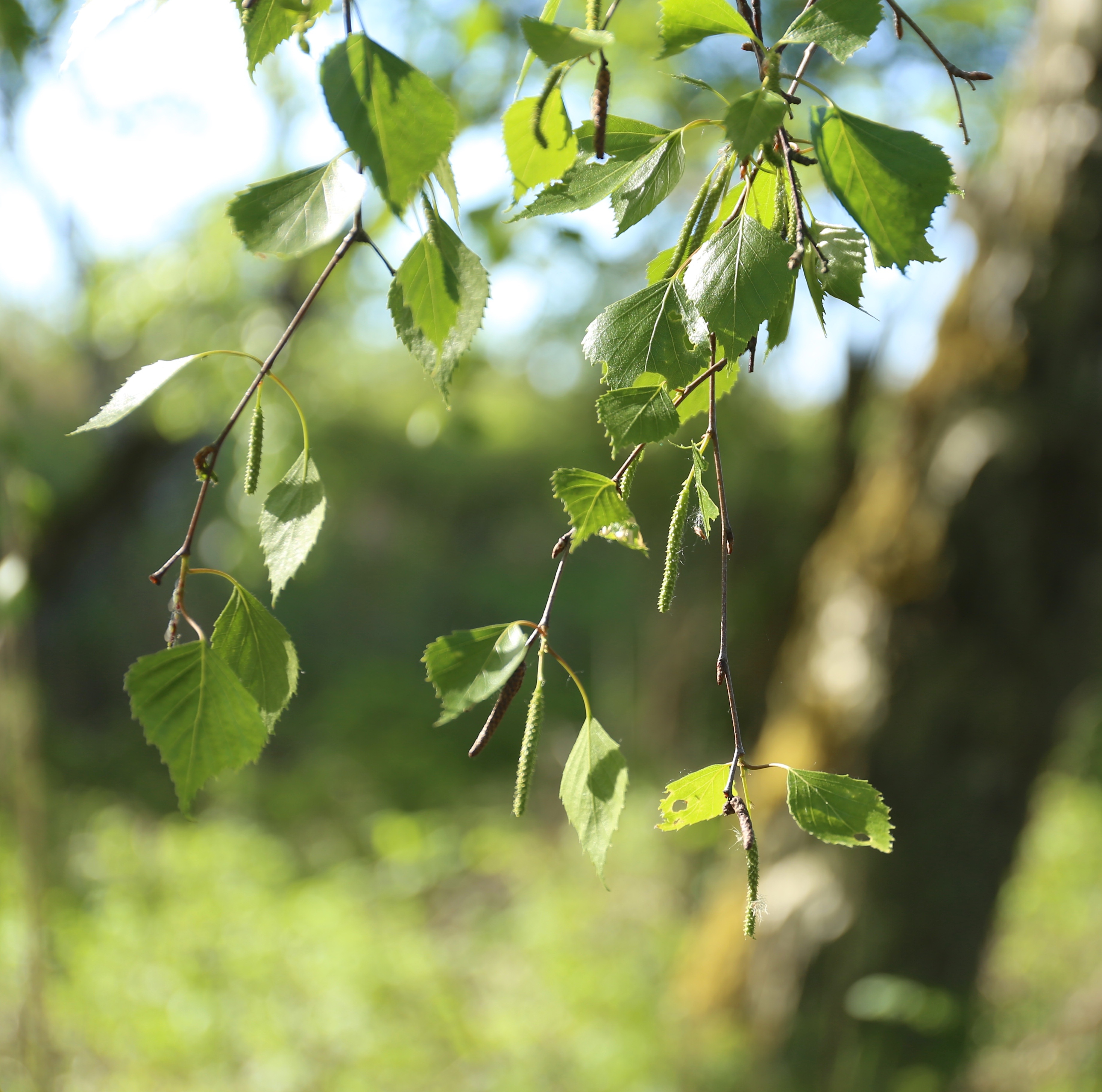 Birch Leaf Tree free image download