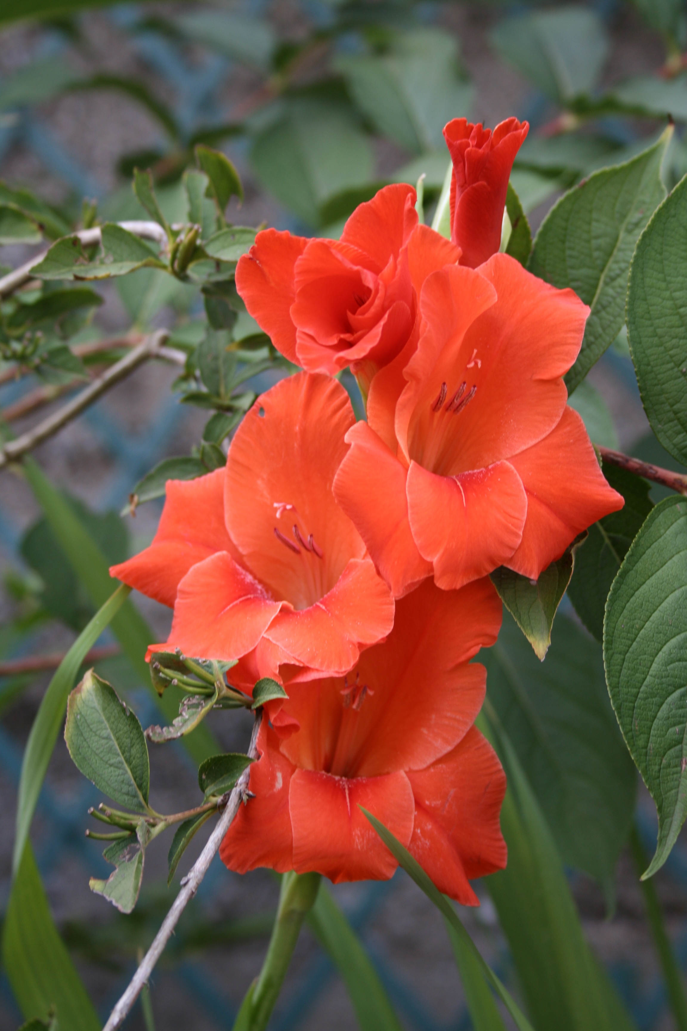 Flower Red Lily free image download