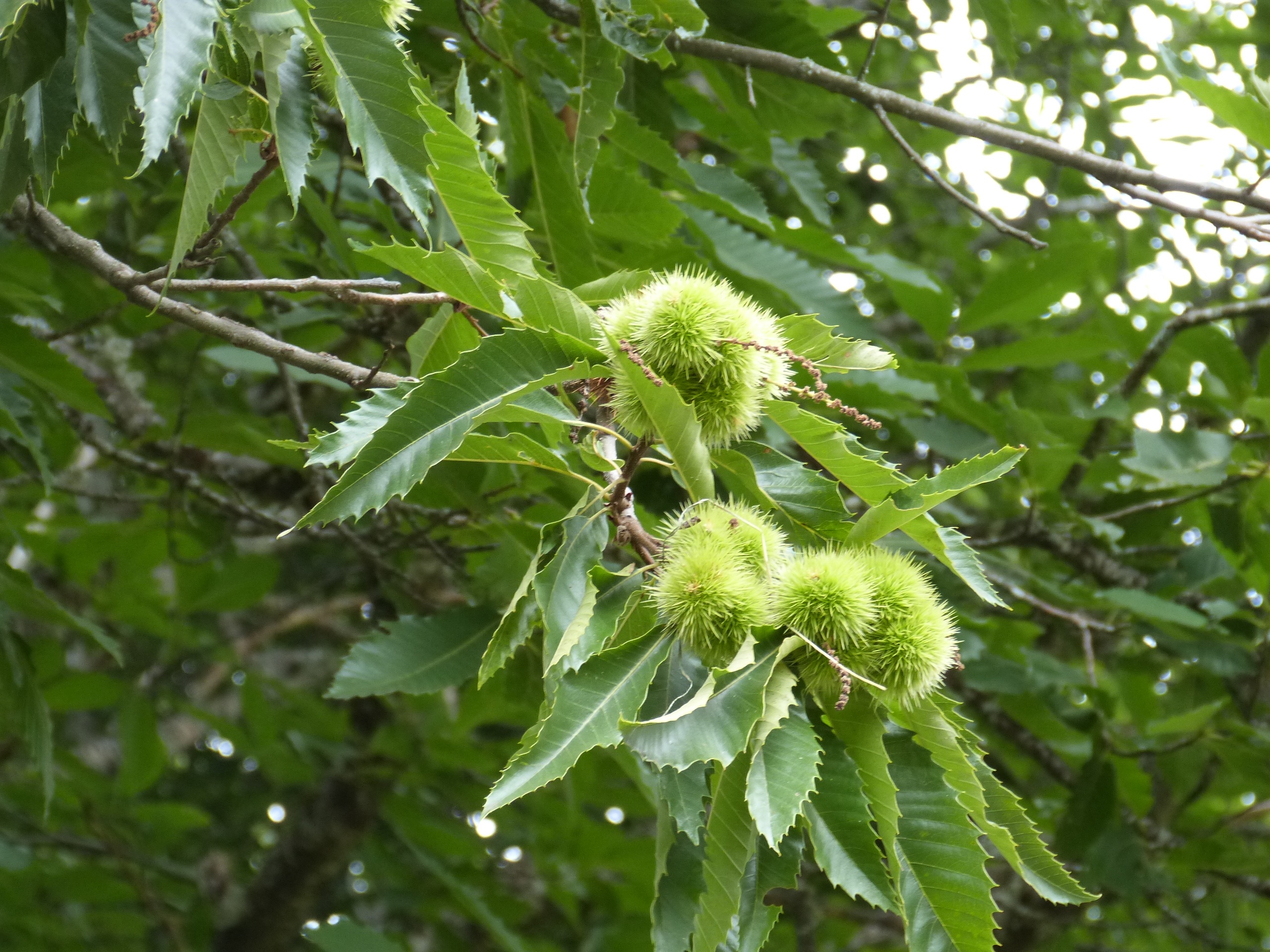 Bug Chestnut free image download