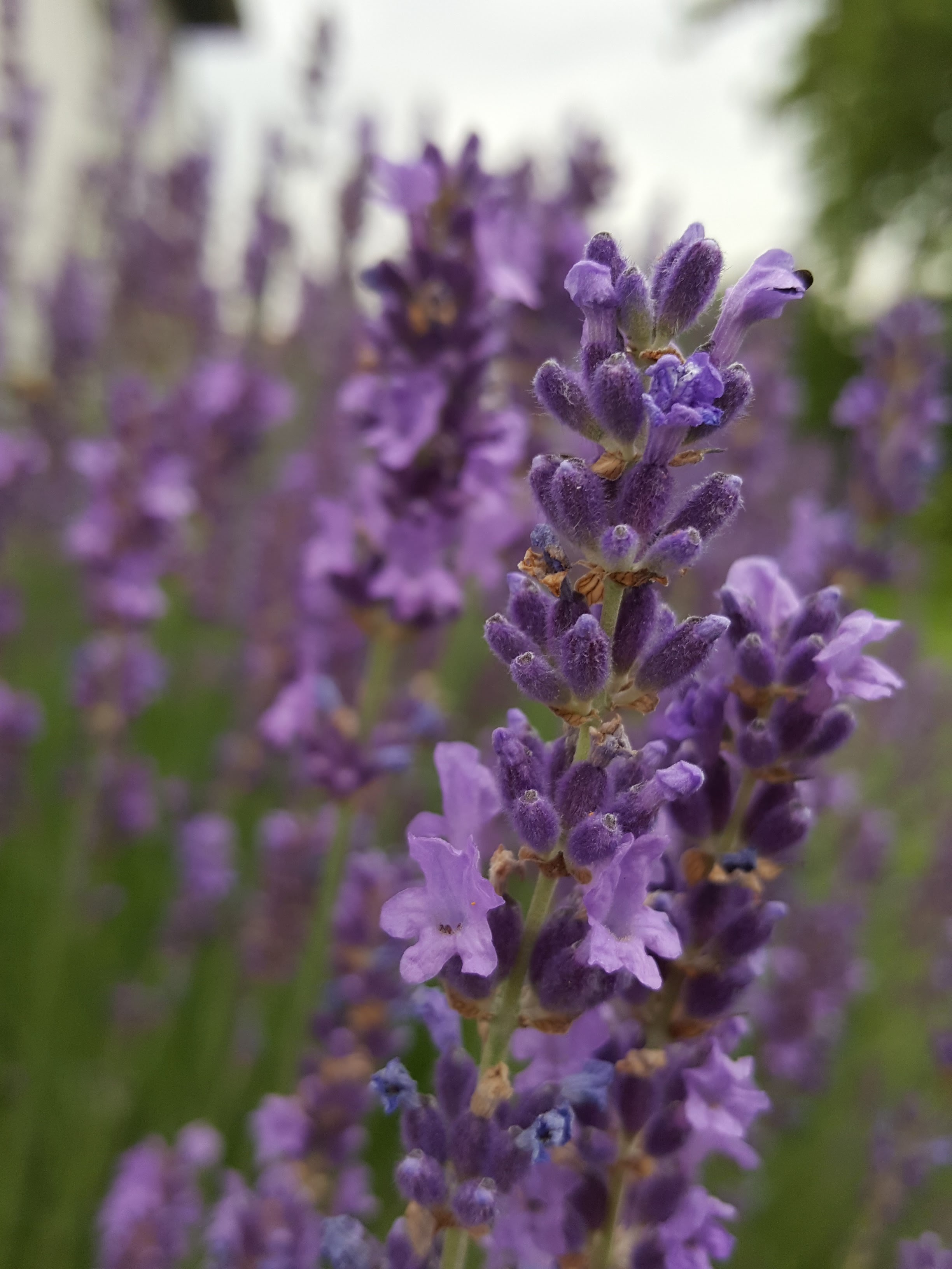 Lavender Fragrance Purple free image download