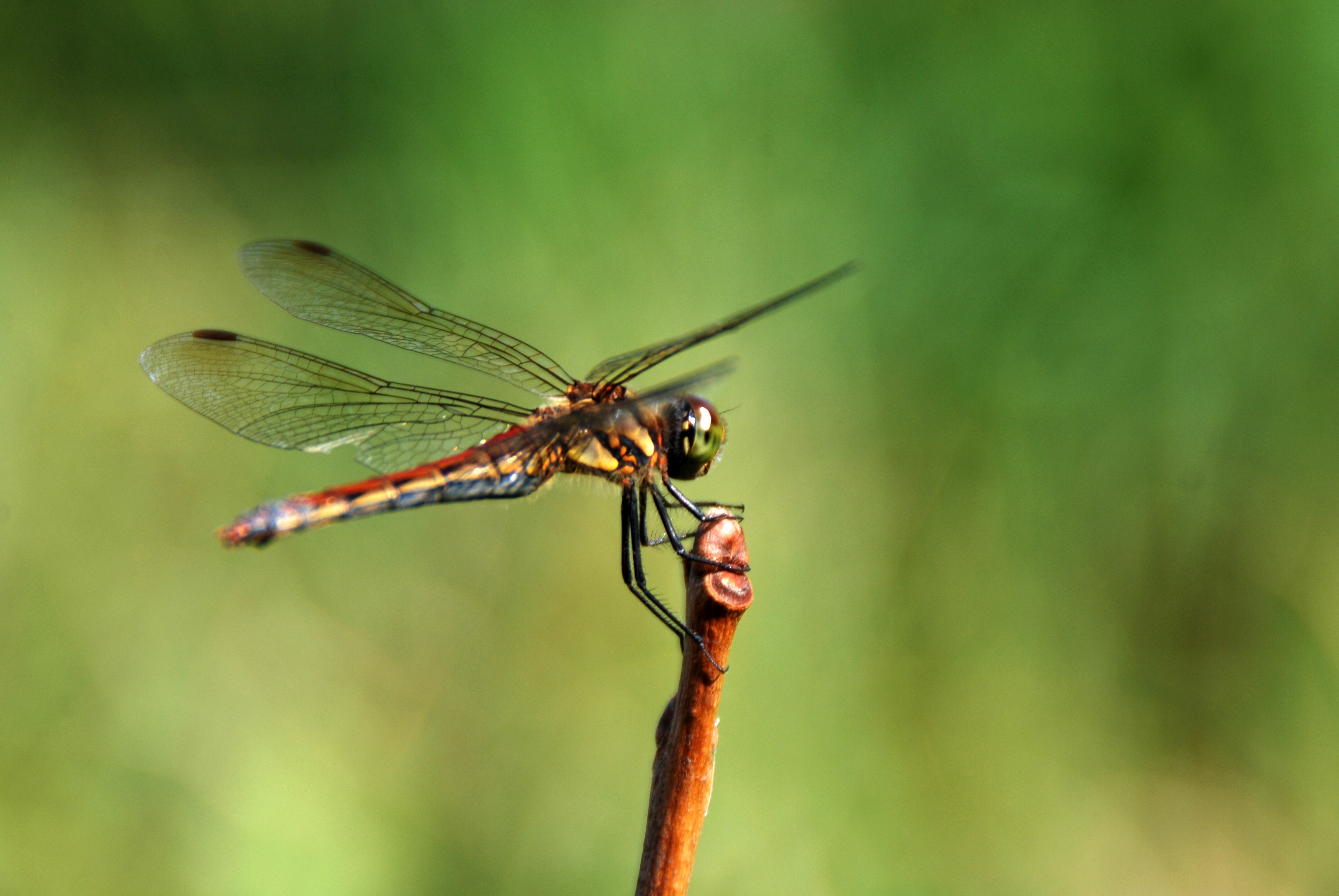 Dragonfly Bug Insect free image download