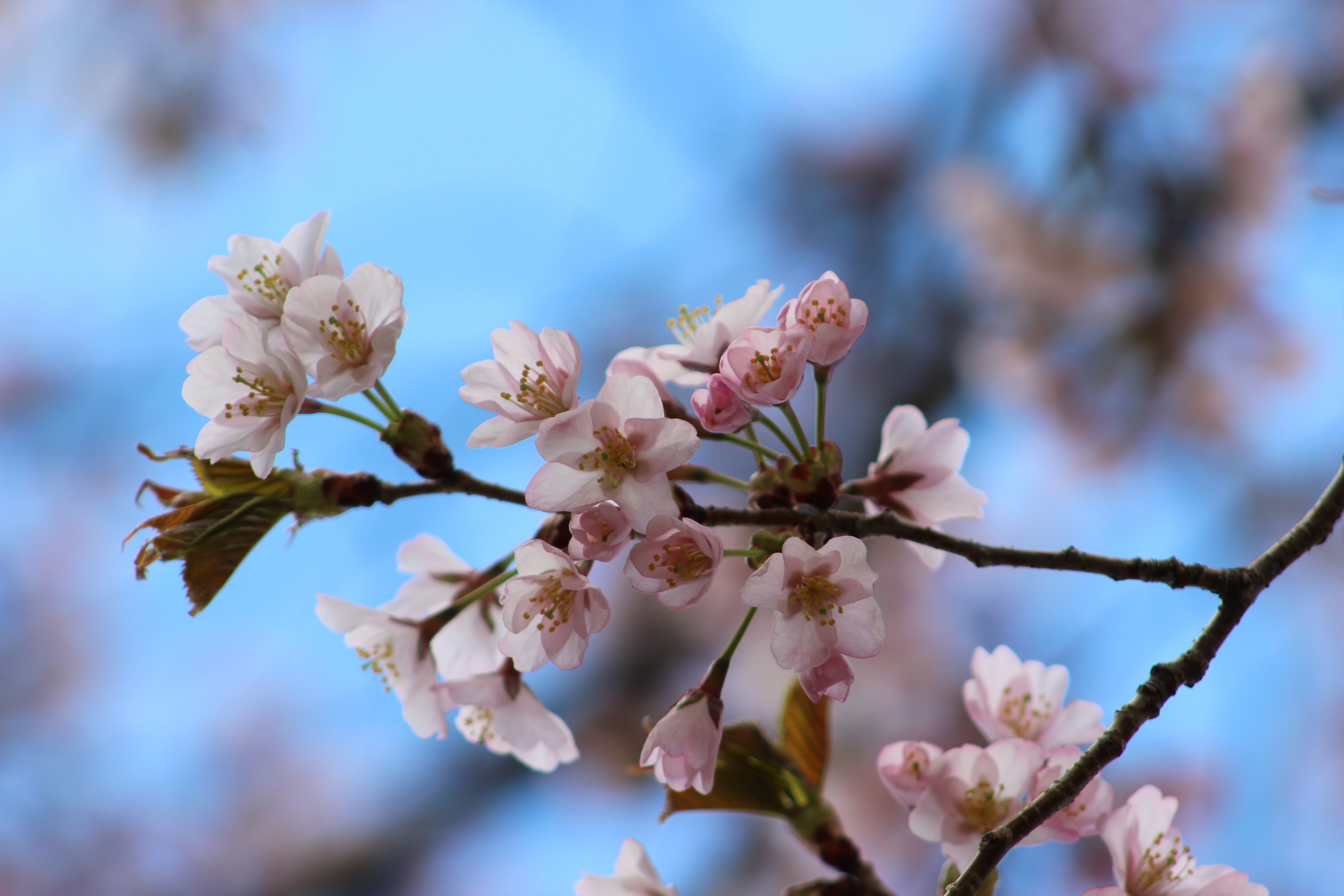 Spring Plant Flower free image download