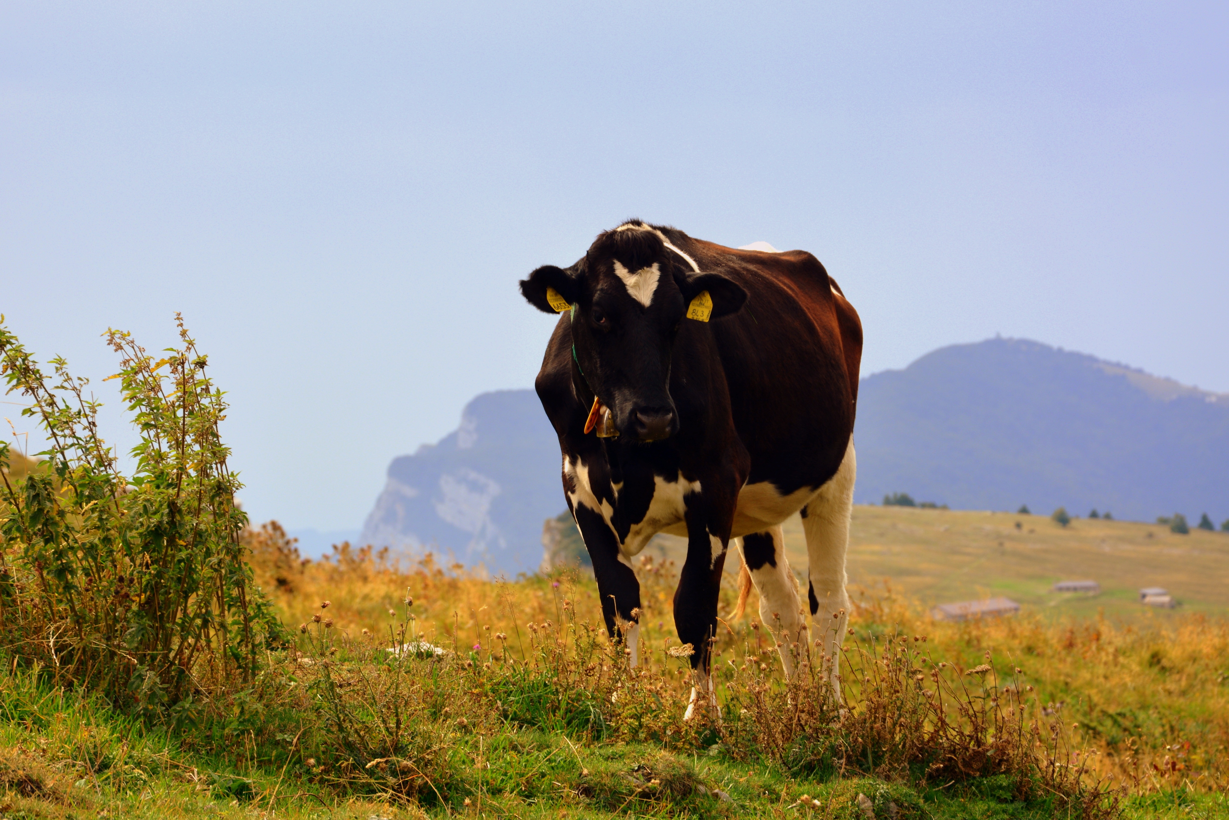 Cow on Prato Mountain free image download