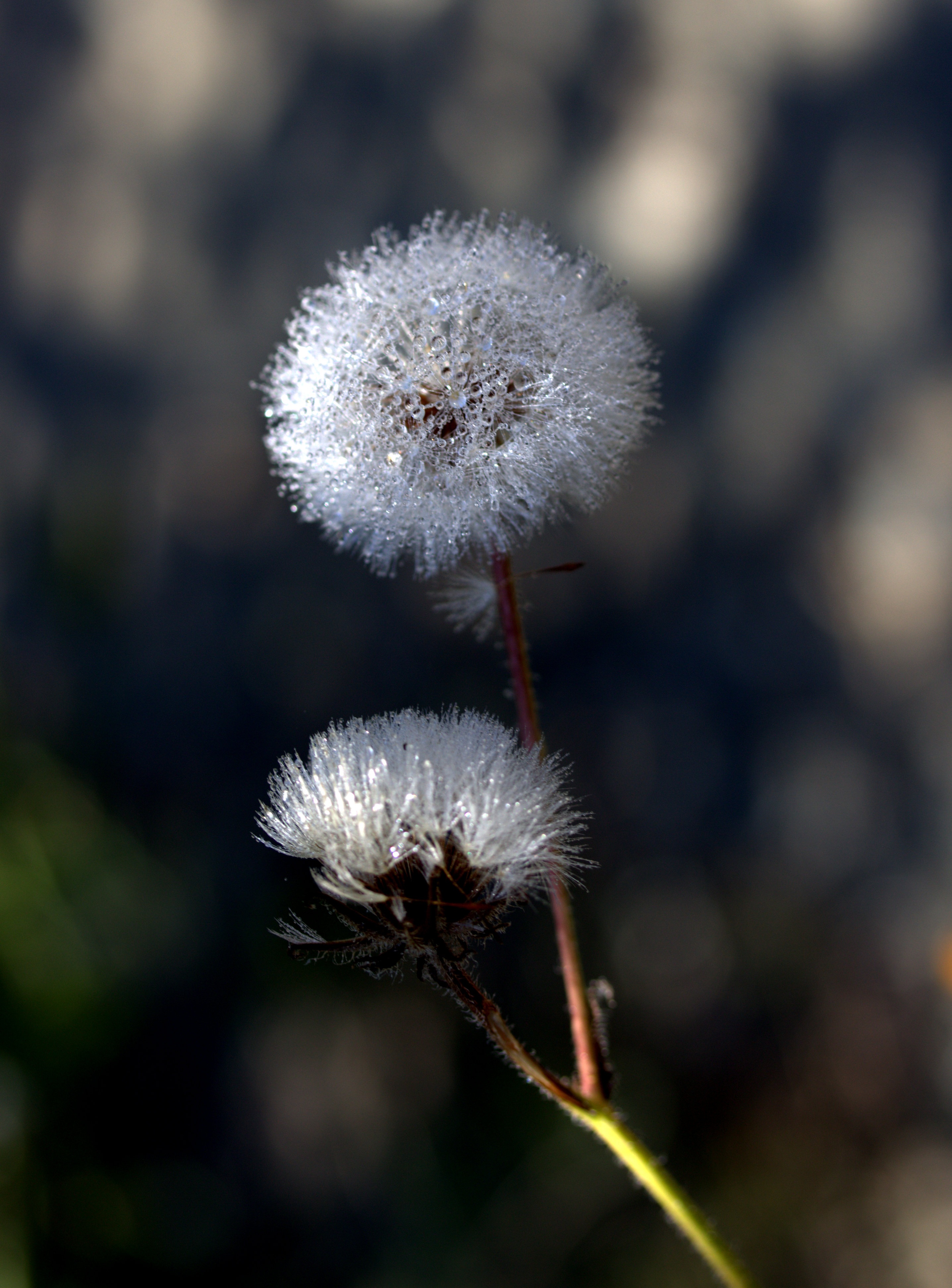 Dandelion Plant Drops free image download