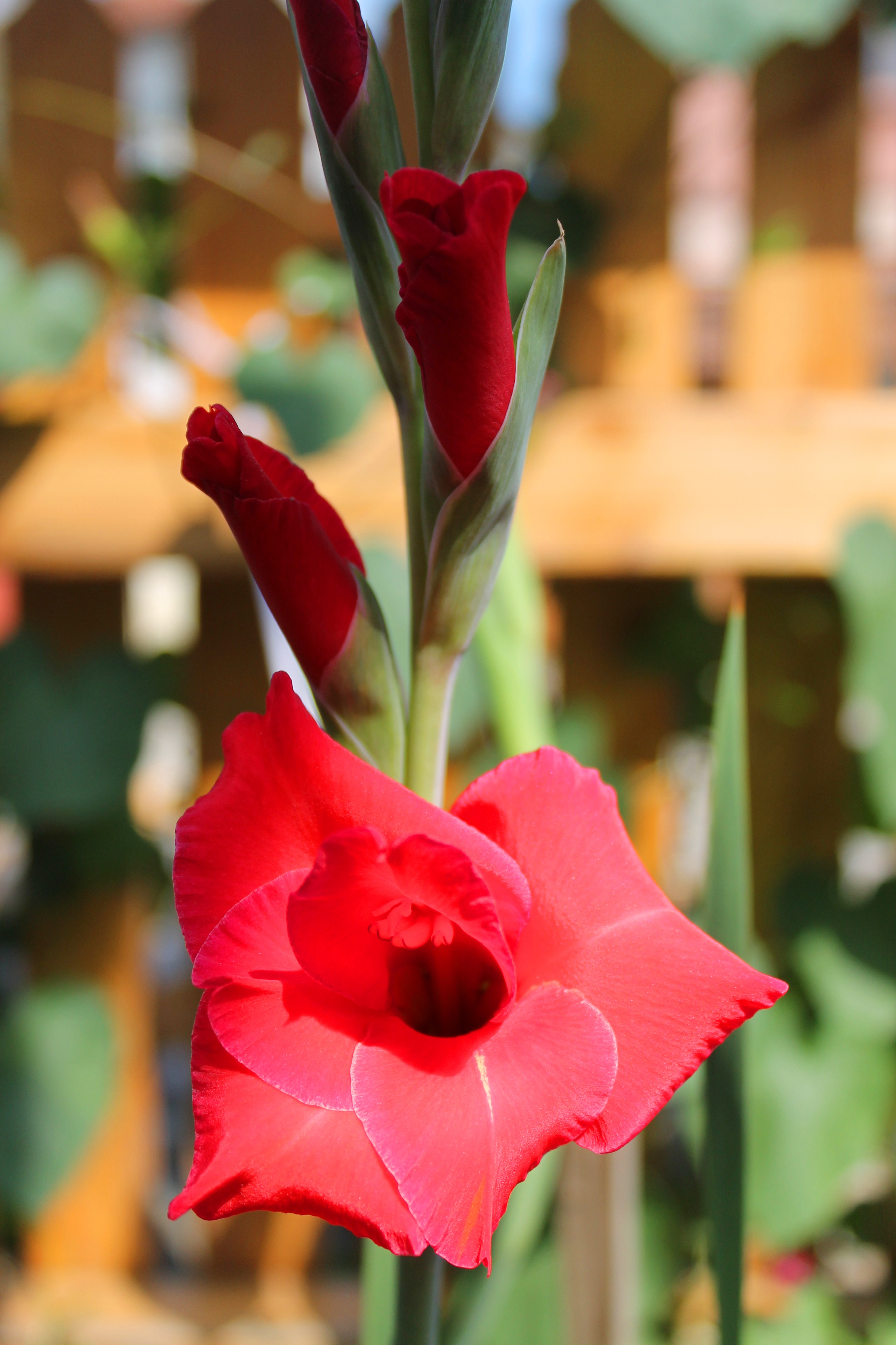 Flower Red Green free image download
