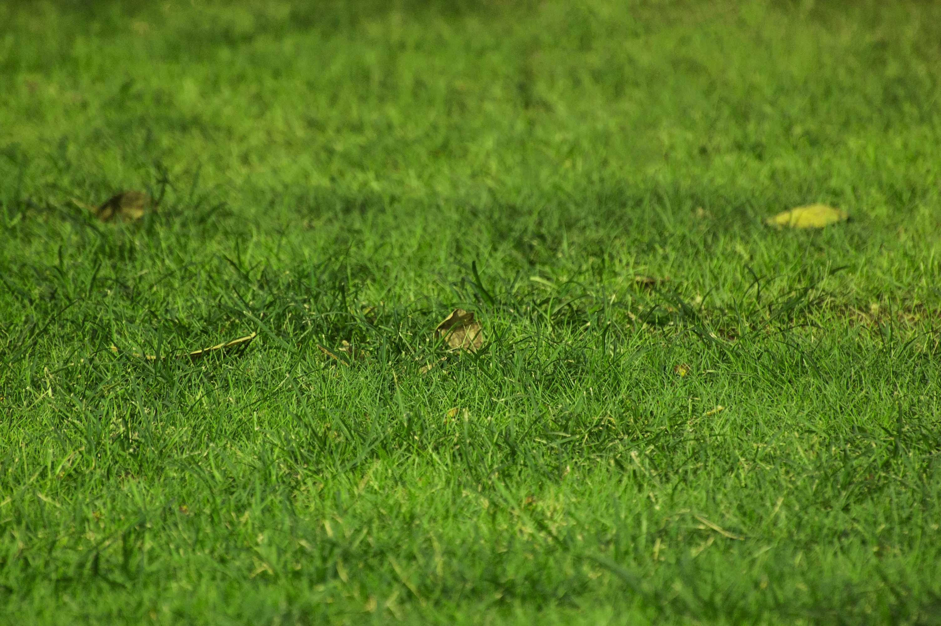 Grass Wild Outdoor free image download