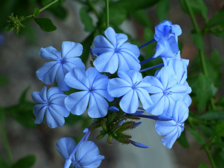Flower Blue Nature free image download