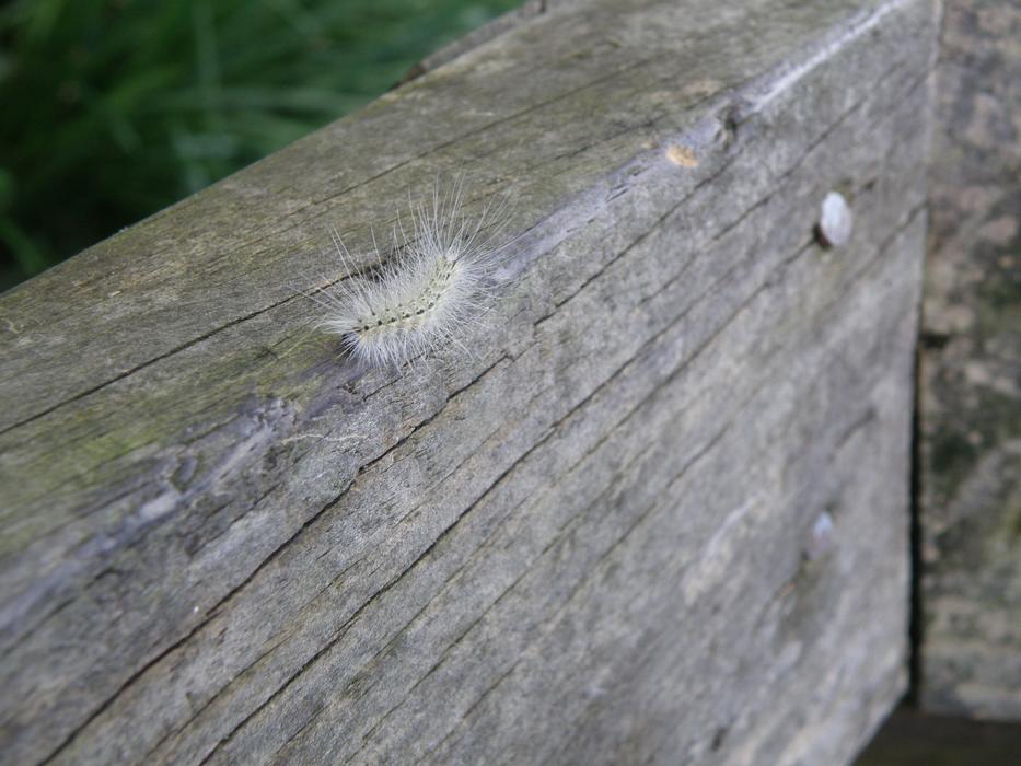 Worm Flailer Hairy free image download