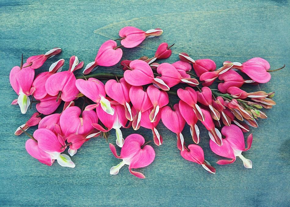 Bleeding Hearts Spring Flower free image download