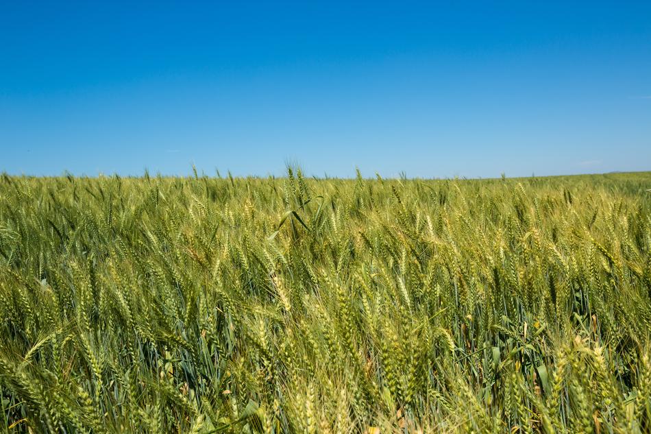 Field Nature Wheat free image download
