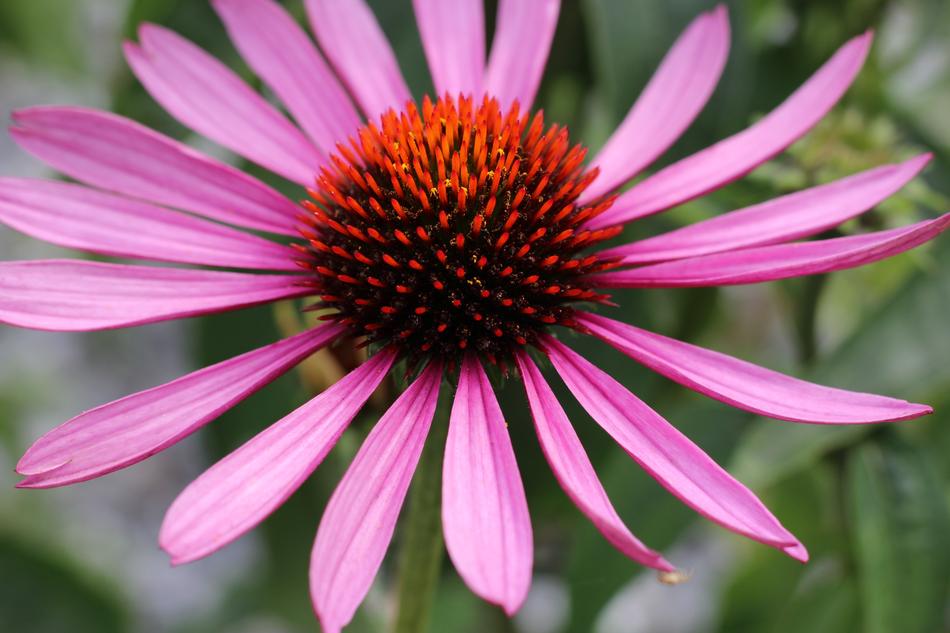 Blossom Bloom Plant free image download