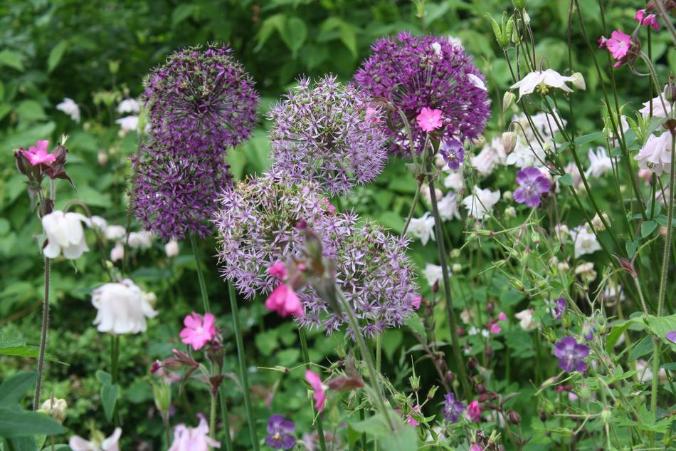 Flowers Floral Alliums free image download