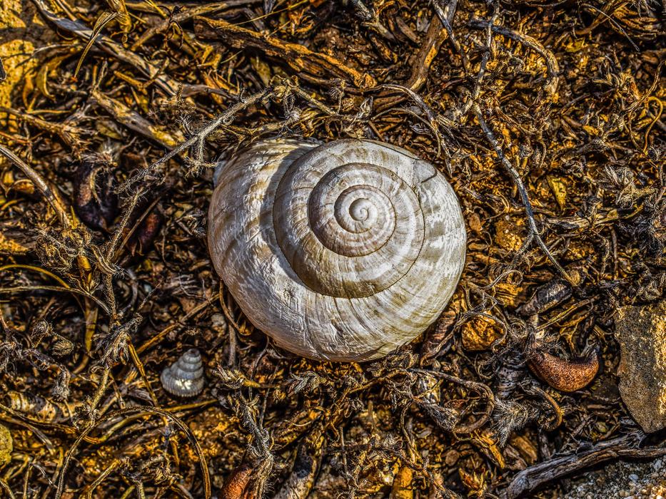 Shell Helix Nature free image download