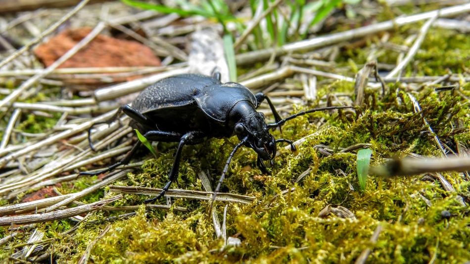 Sesame Insect Beetle free image download