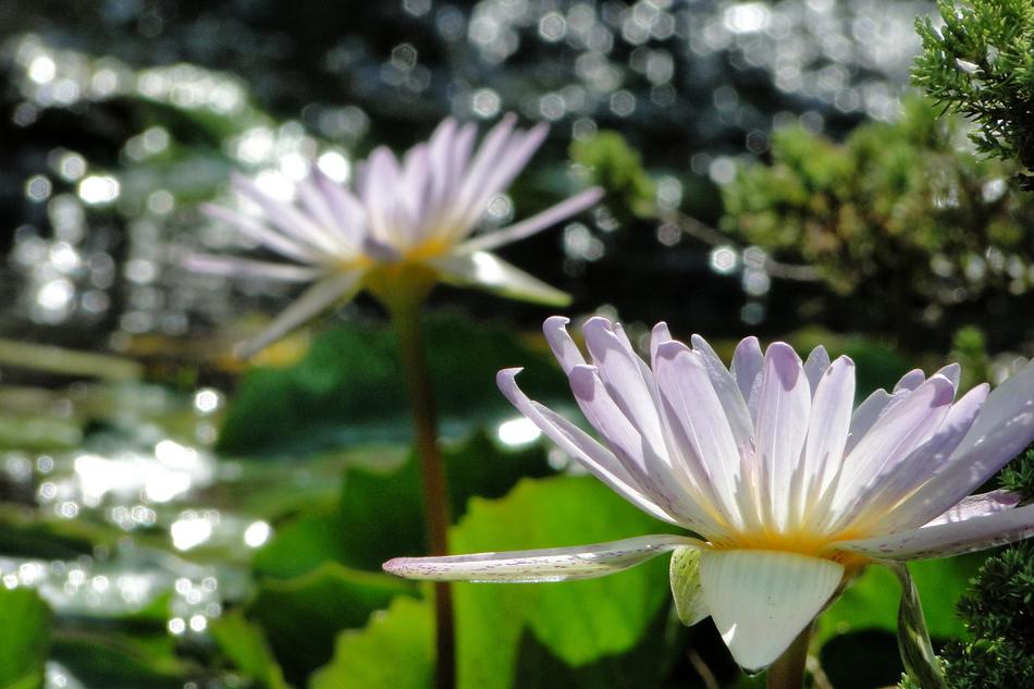 Nymphaea Alba Flower 綻 free image download