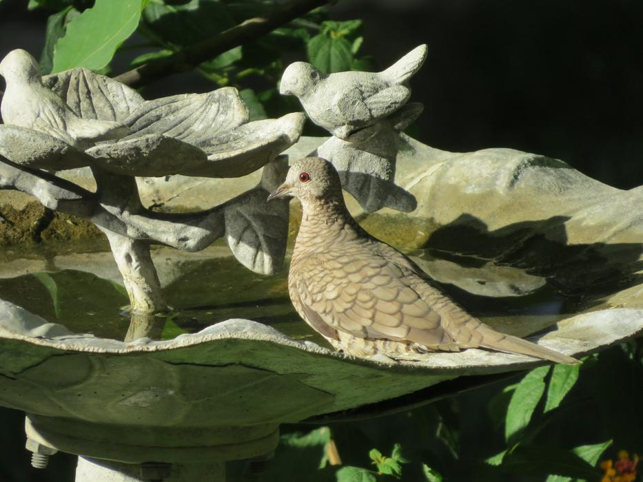Wild dove on Birdbath close up free image download