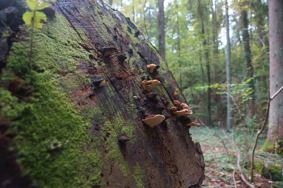 Forest Log Nature free image download